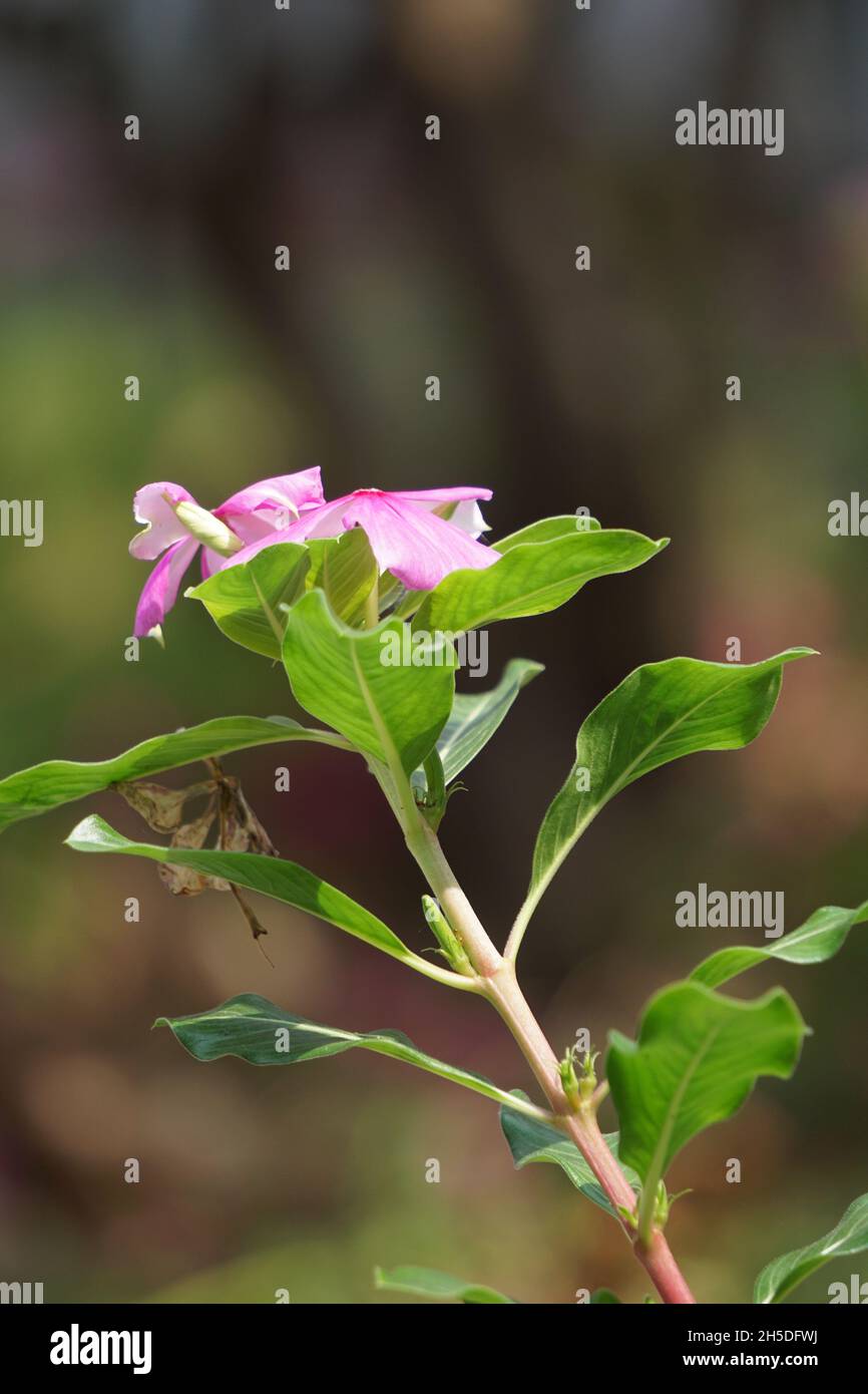 Catharanthus roseus (bright eyes, Cape periwinkle, graveyard plant ...