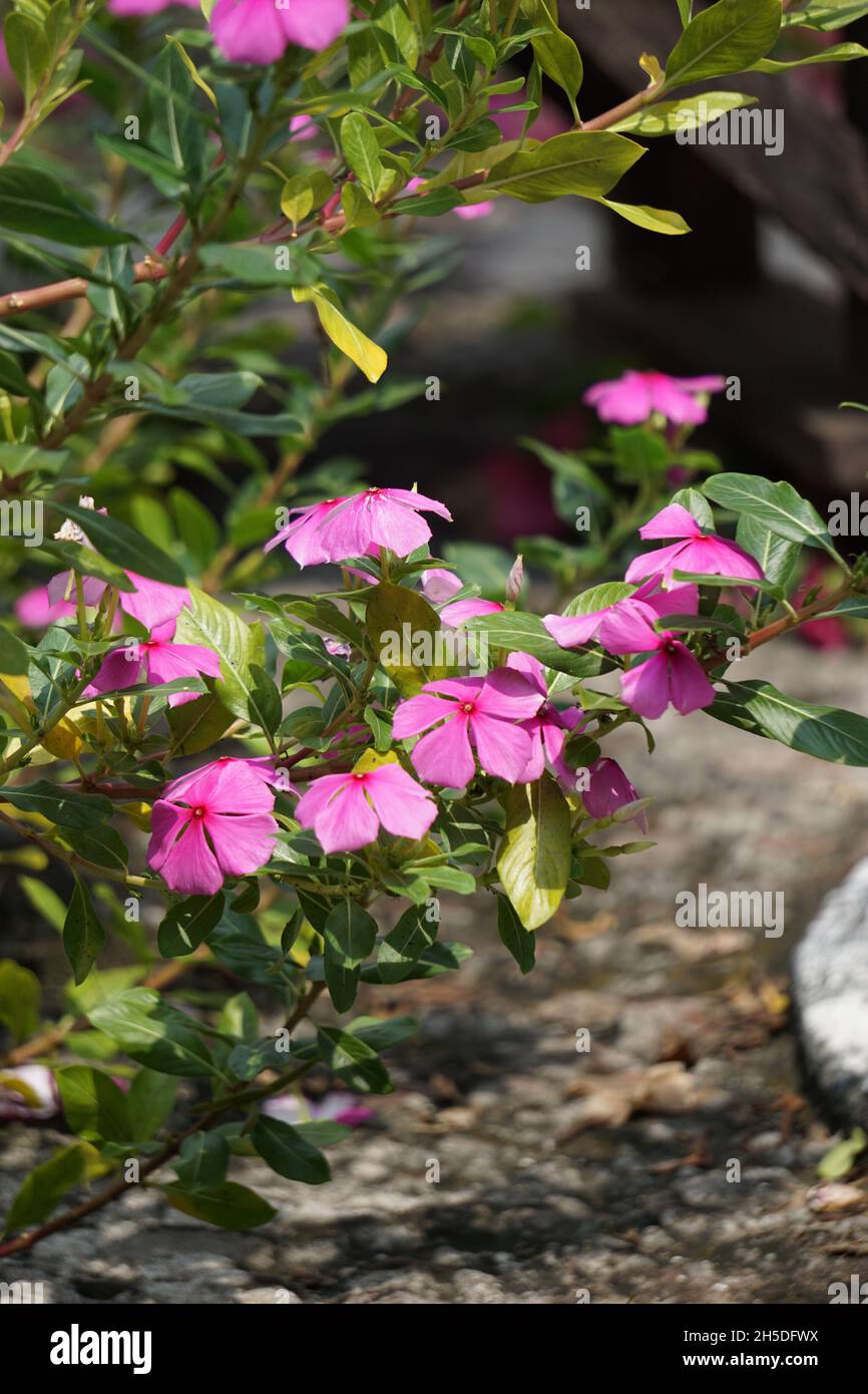 Tsitsirika hi-res stock photography and images - Alamy