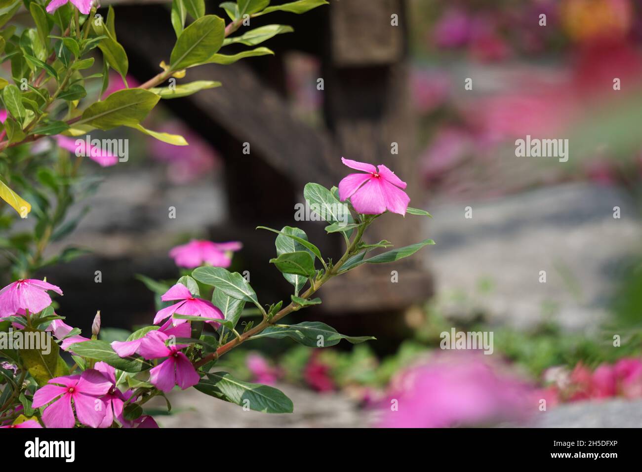 Catharanthus roseus (bright eyes, Cape periwinkle, graveyard plant ...