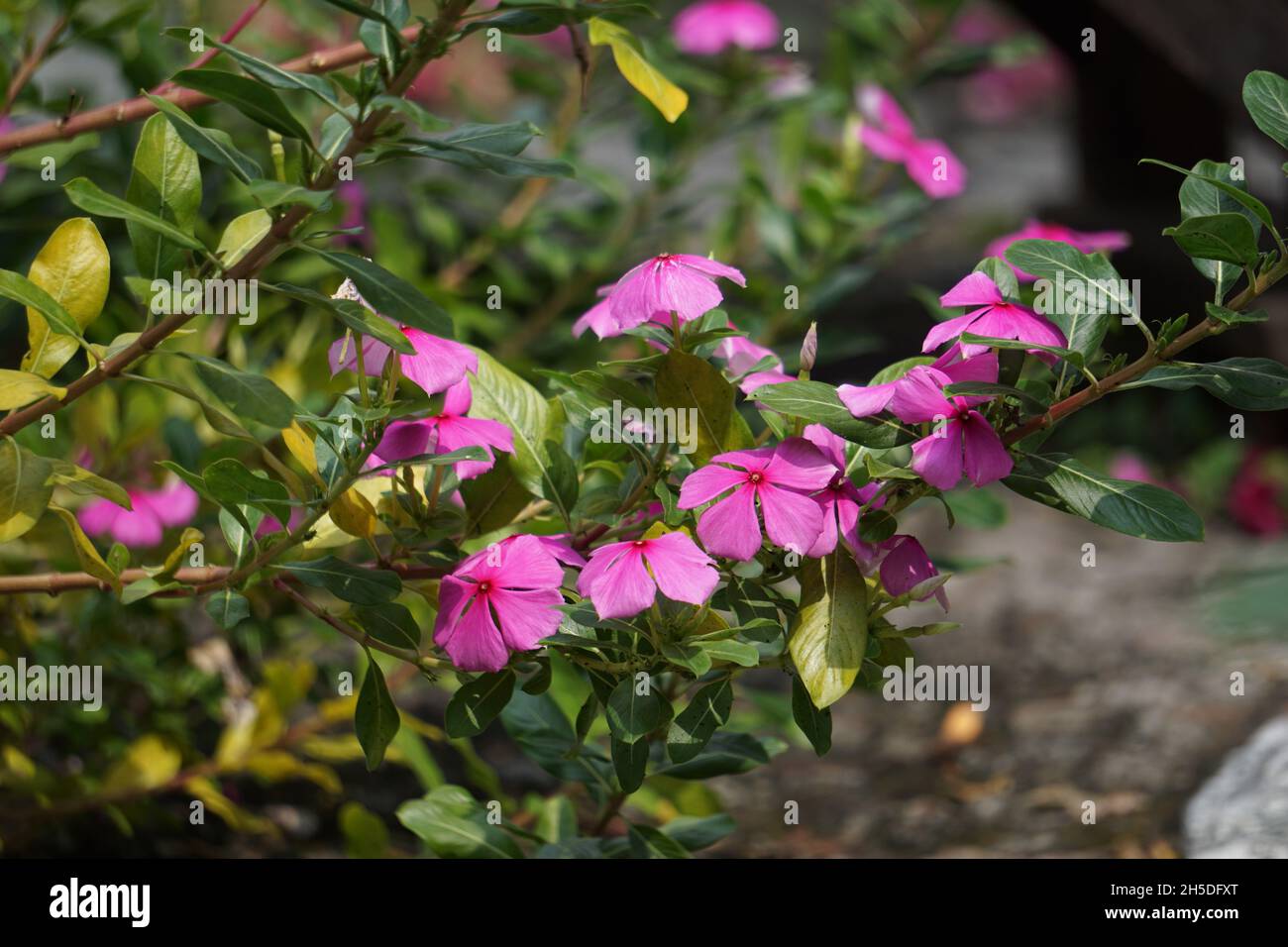 Catharanthus roseus (bright eyes, Cape periwinkle, graveyard plant ...