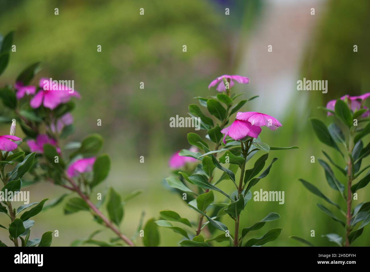 Catharanthus roseus (bright eyes, Cape periwinkle, graveyard plant ...