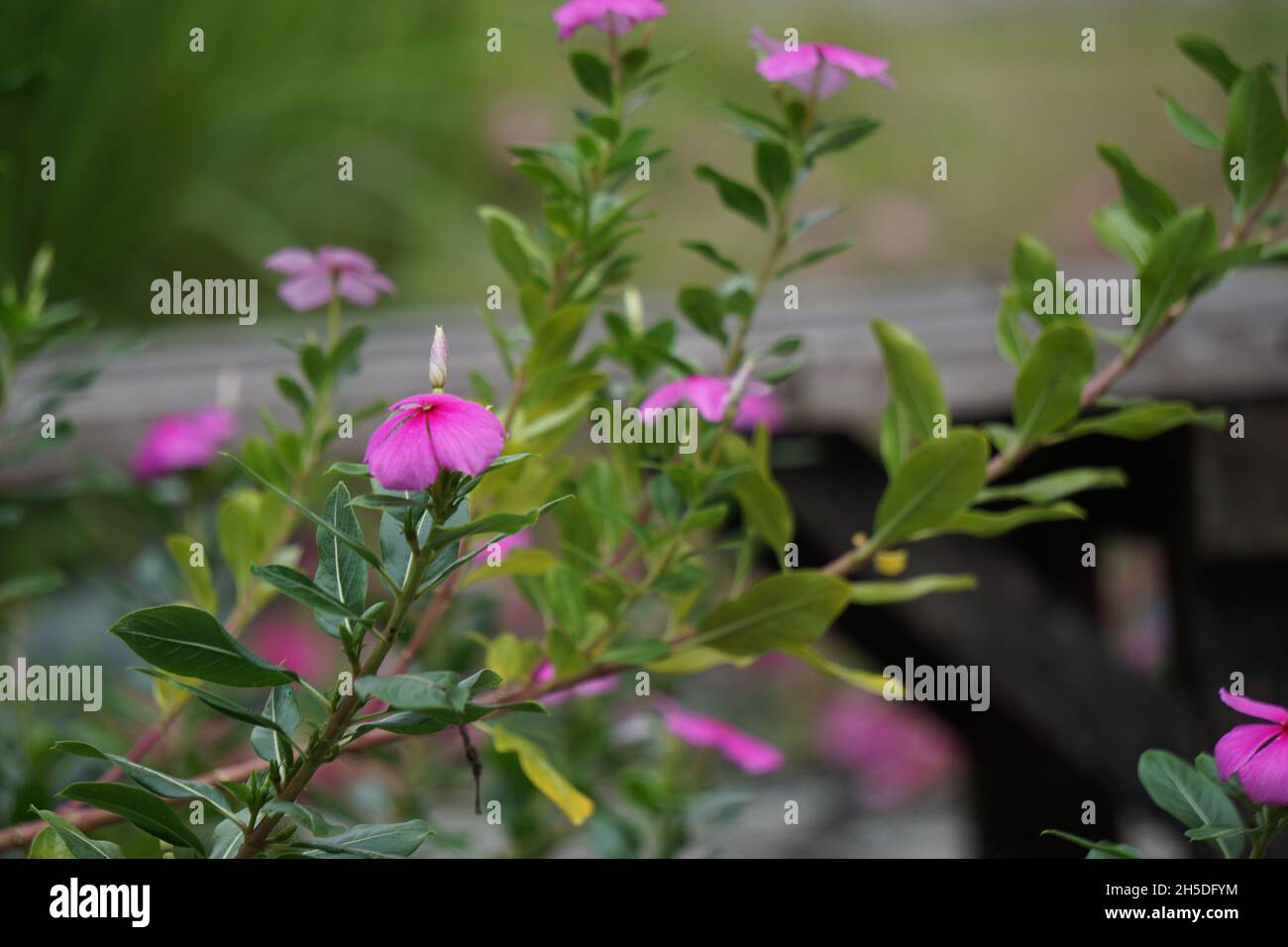 Tsitsirika hi-res stock photography and images - Alamy