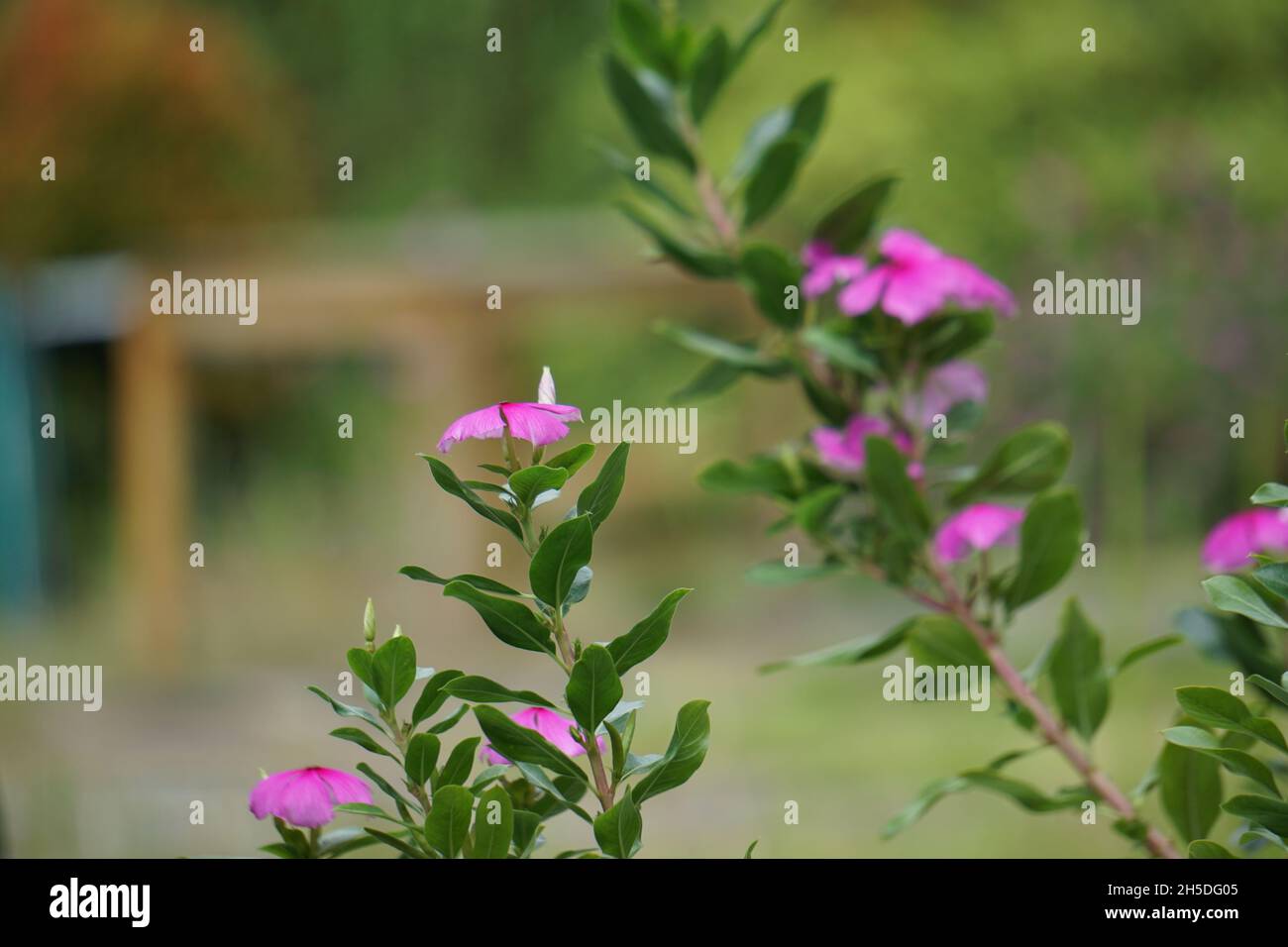 Catharanthus roseus (bright eyes, Cape periwinkle, graveyard plant ...