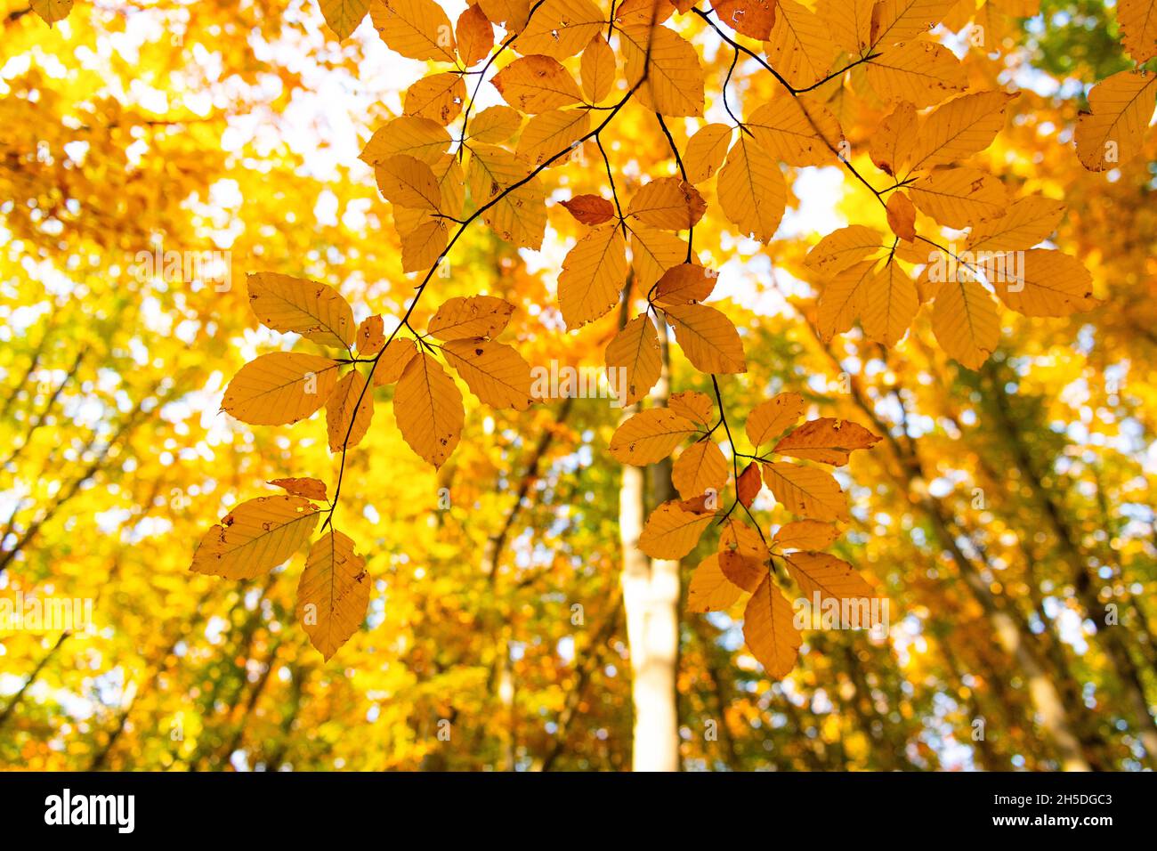 autumn nature. tree branch with leaves. seasonal tree closeup. natural ...