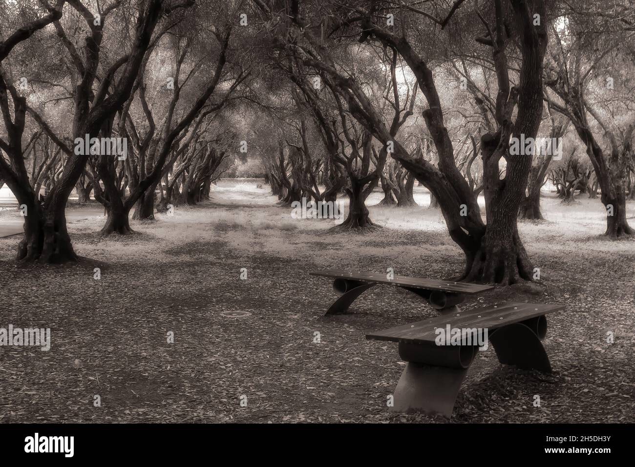 Intertwining branches create hi-res stock photography and images - Alamy