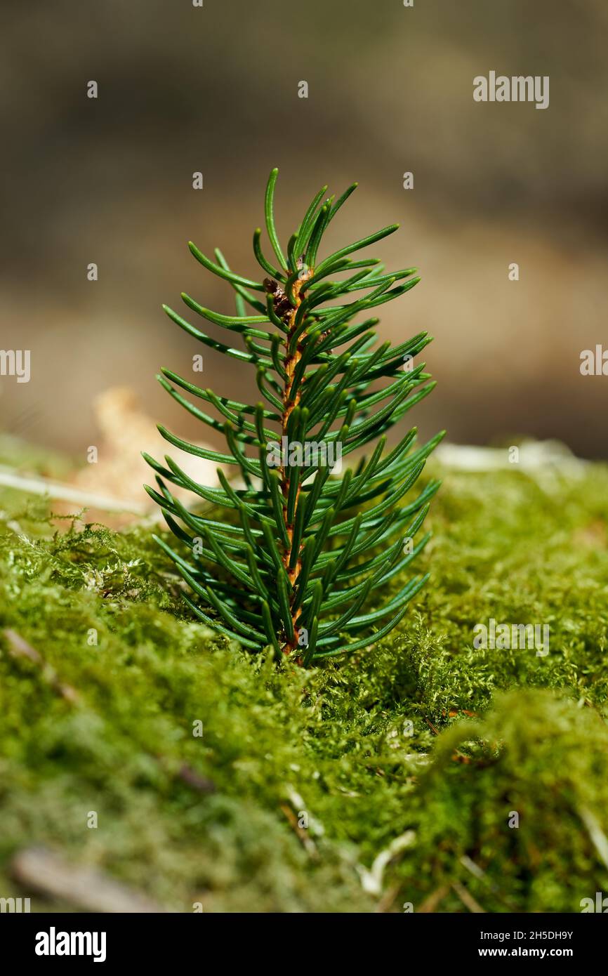 Vertical shot of spruce branch on a moss surface Stock Photo - Alamy