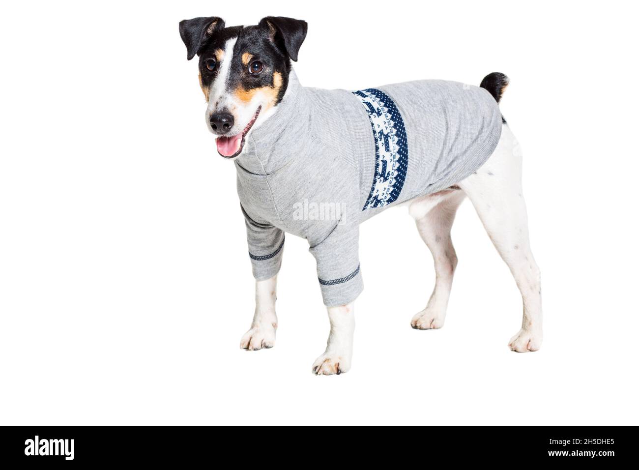 Portrait of a purebred smooth fox terrier white background Stock Photo ...