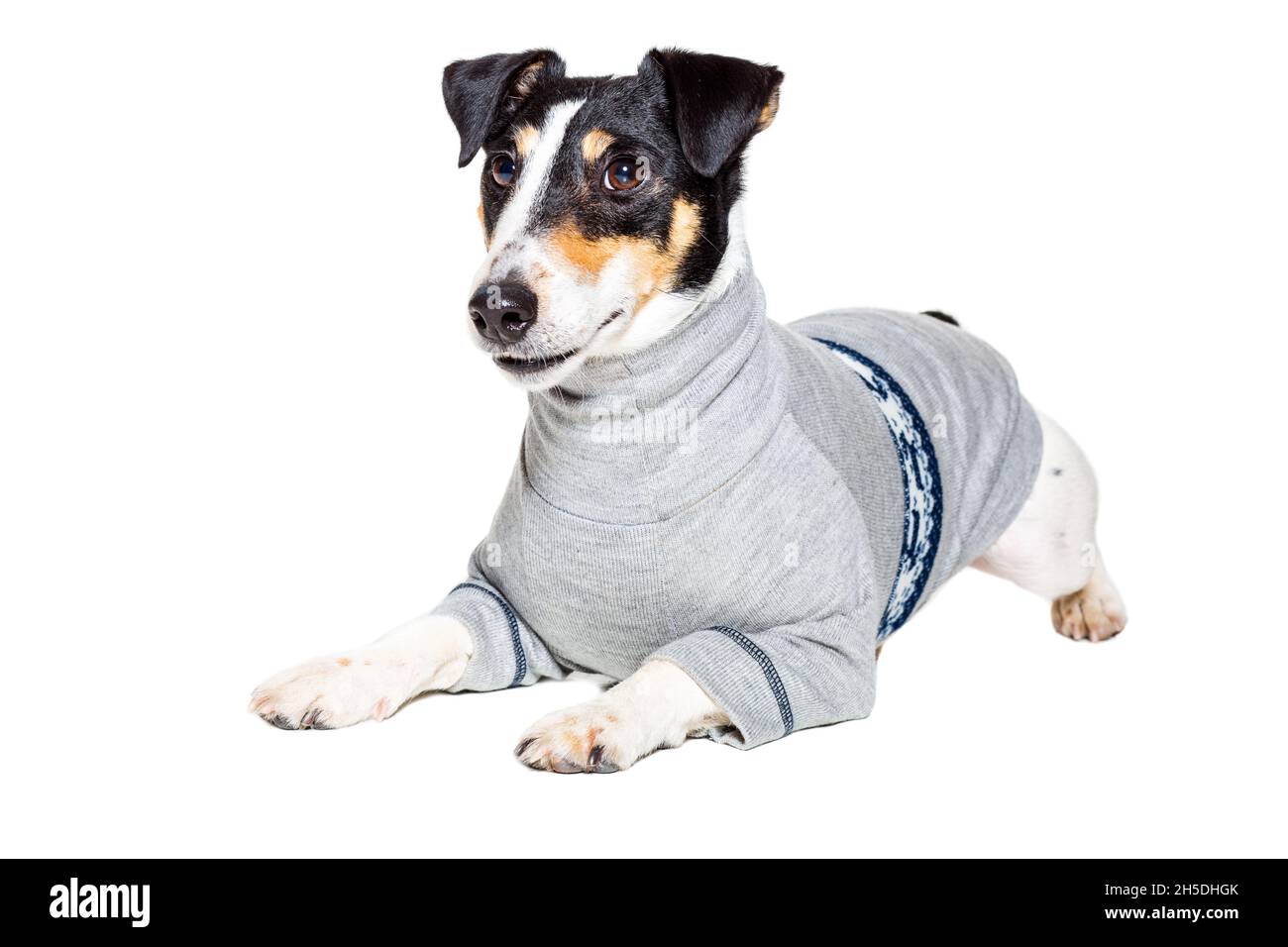 Fox terrier posing in studio on white background. isolated Stock Photo ...