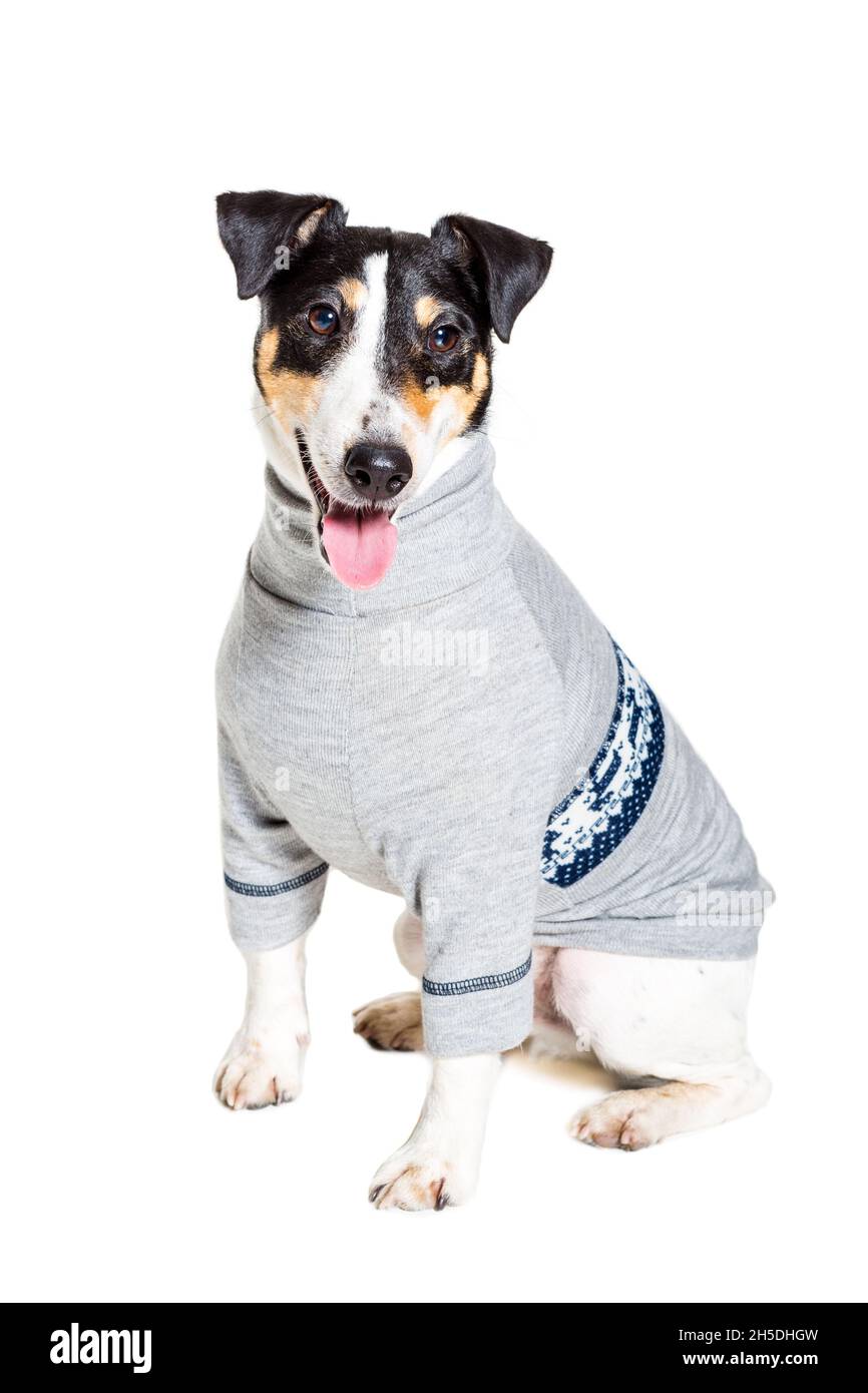 Fox terrier posing in studio on white background. isolated Stock Photo ...