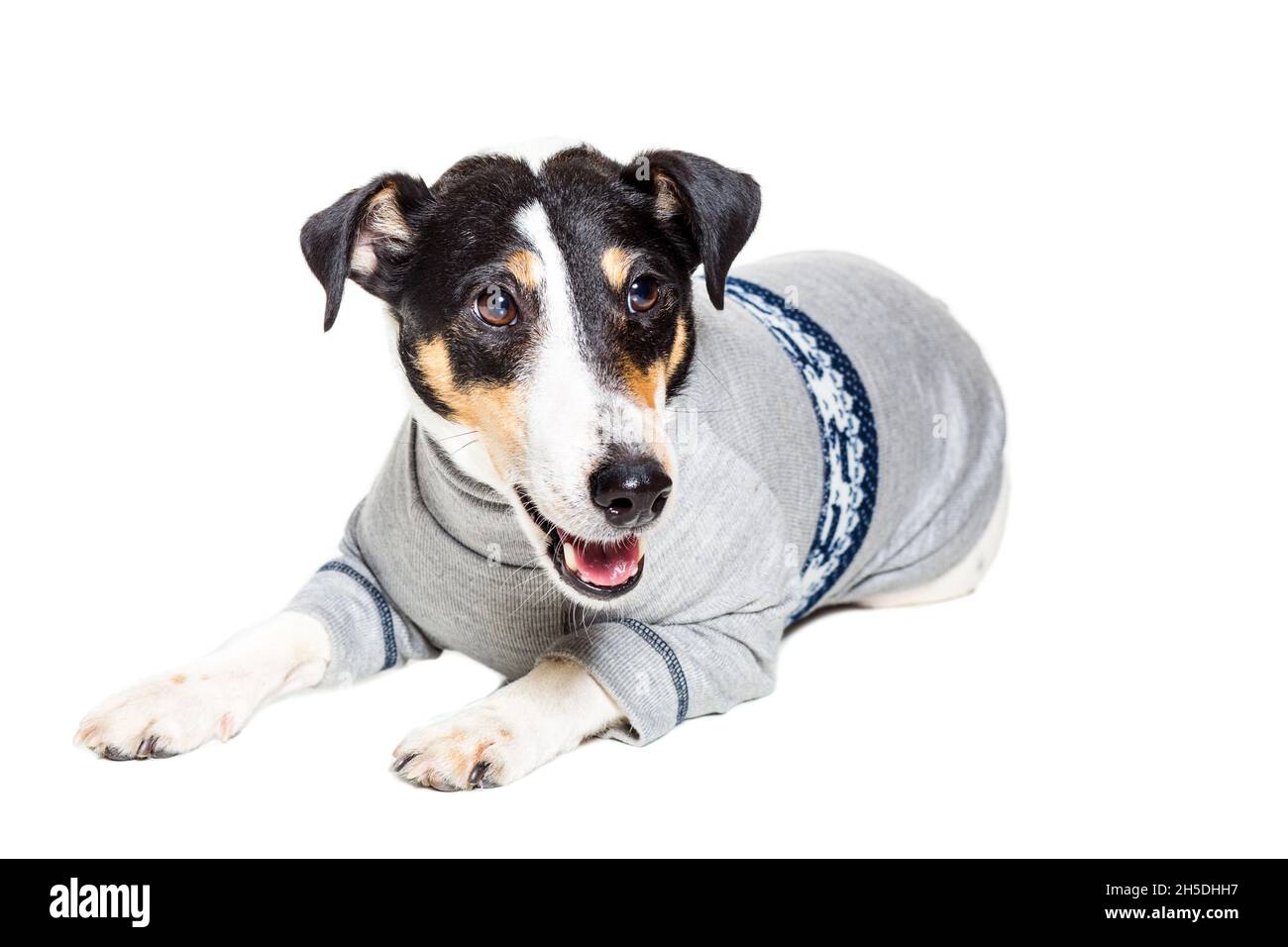 Fox terrier posing in studio on white background. isolated Stock Photo ...