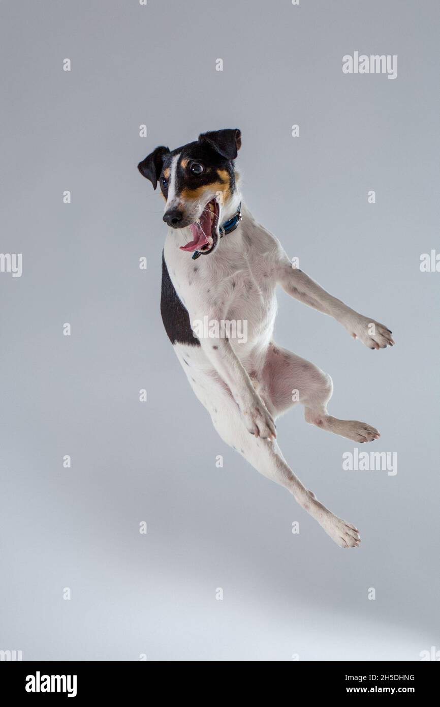 Fox terrier posing in studio on grey background Stock Photo - Alamy
