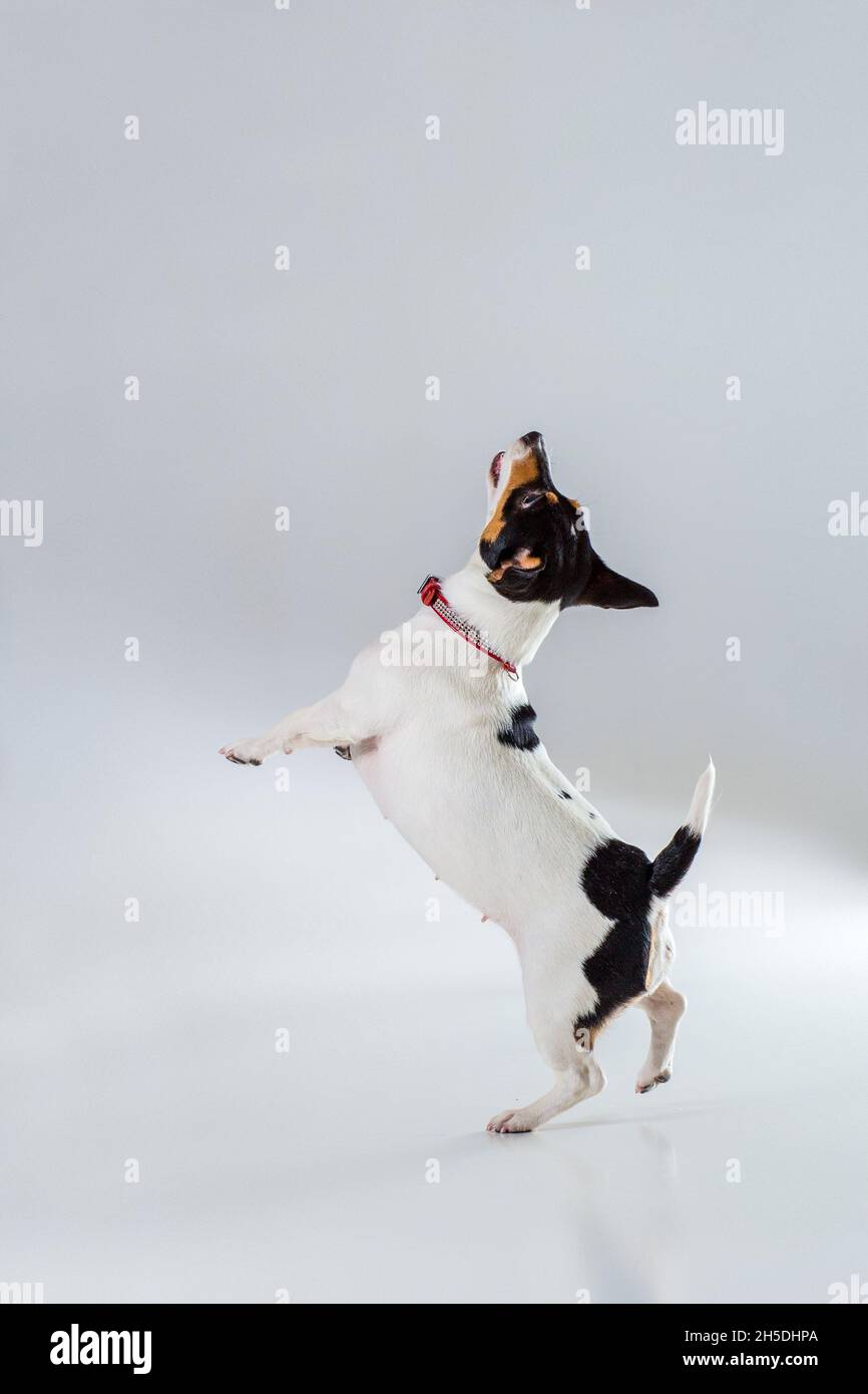 Fox terrier posing in studio on grey background Stock Photo - Alamy