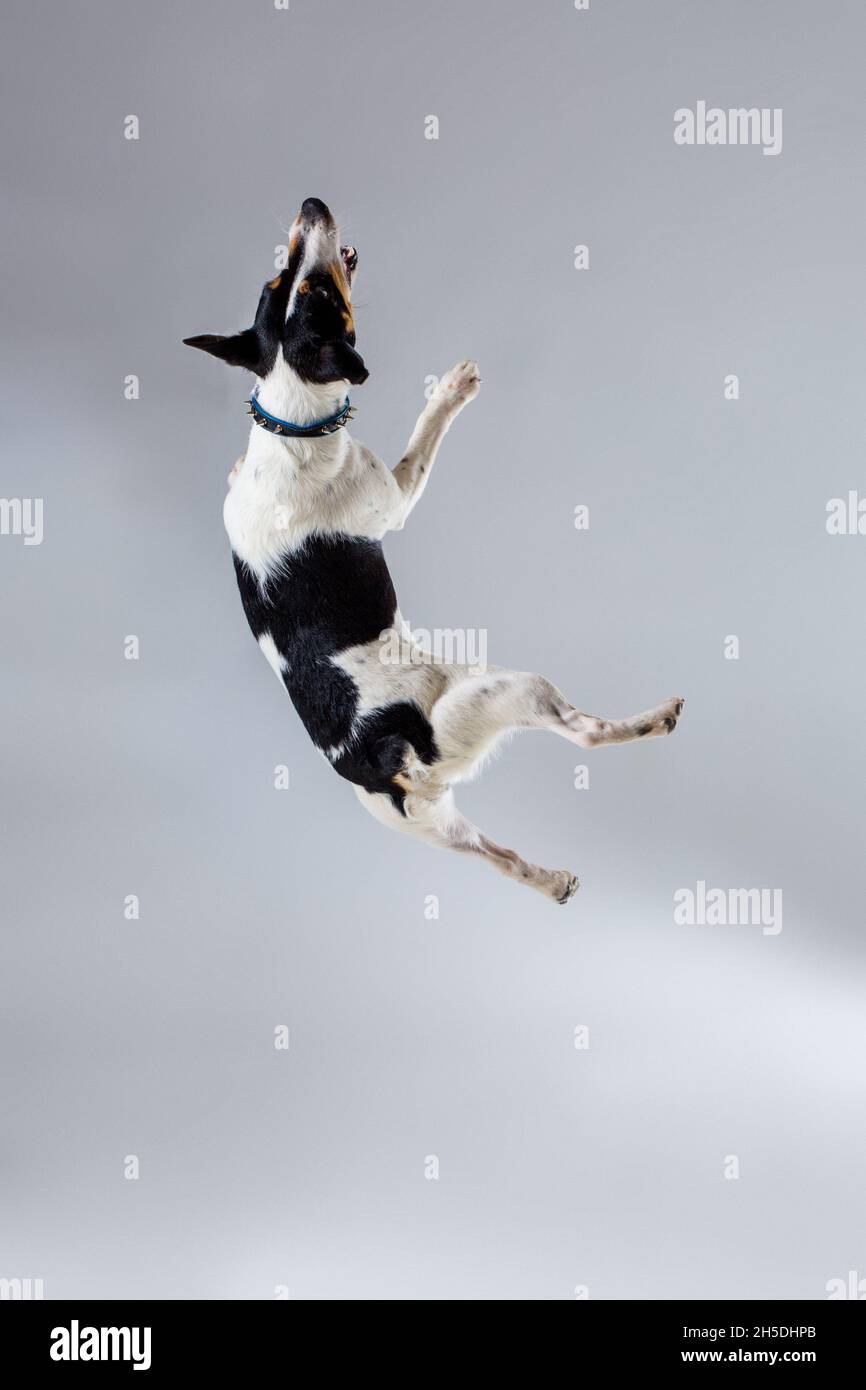 Fox terrier posing in studio on grey background Stock Photo - Alamy