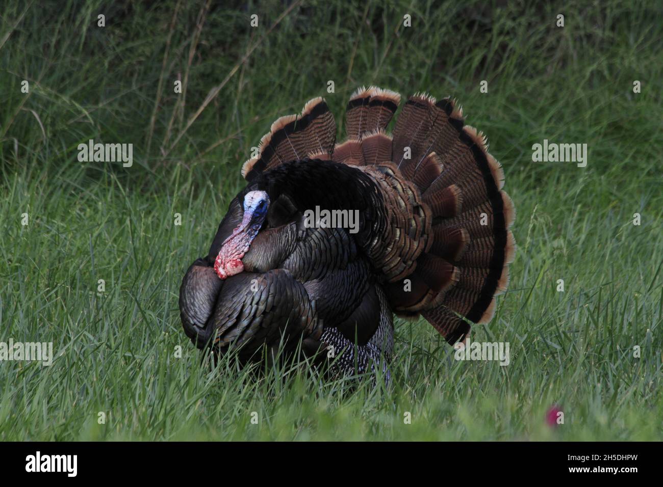 Tom turkey hi-res stock photography and images - Alamy