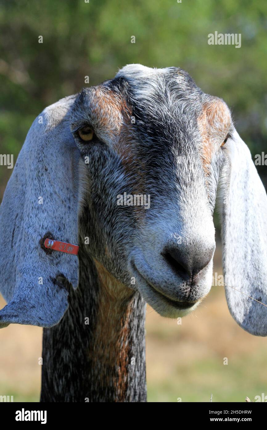 Kansas Goat portrait shot closeup with a green tree in the background ...
