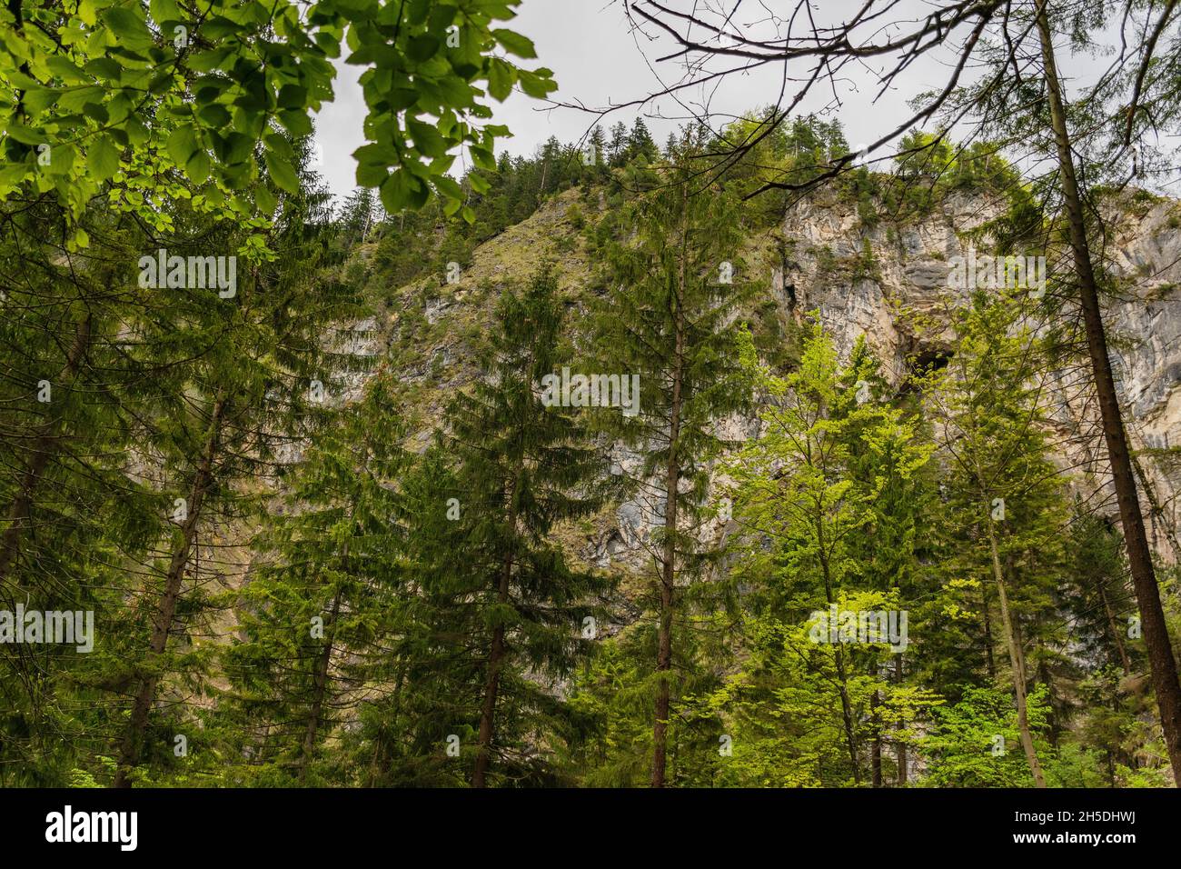 Alpine forest near Neuschwanstein castle and Hohenschwangau castle ...