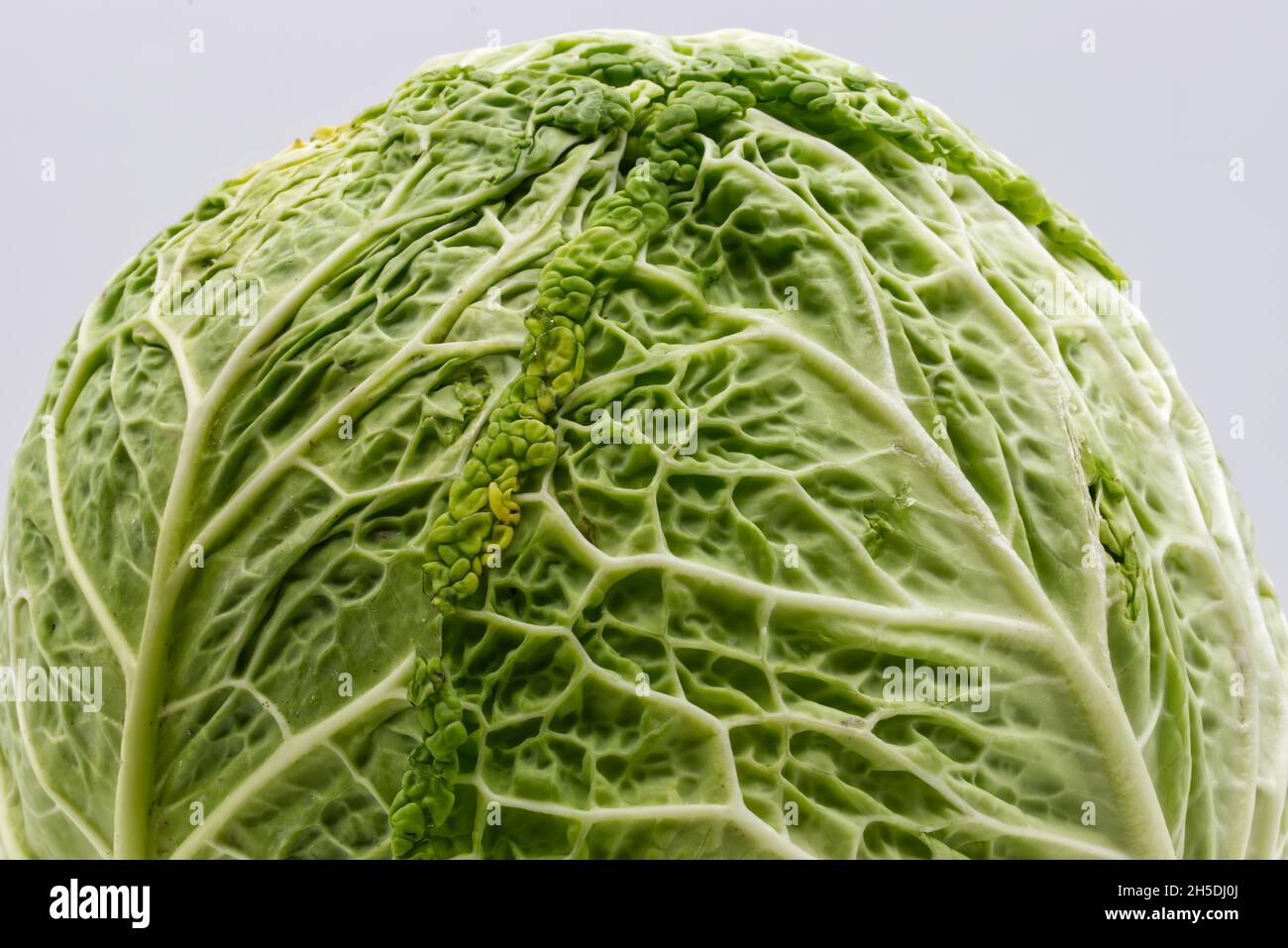 Green Savoy Cabbage isolated on white background. Vegetarian fresh ...
