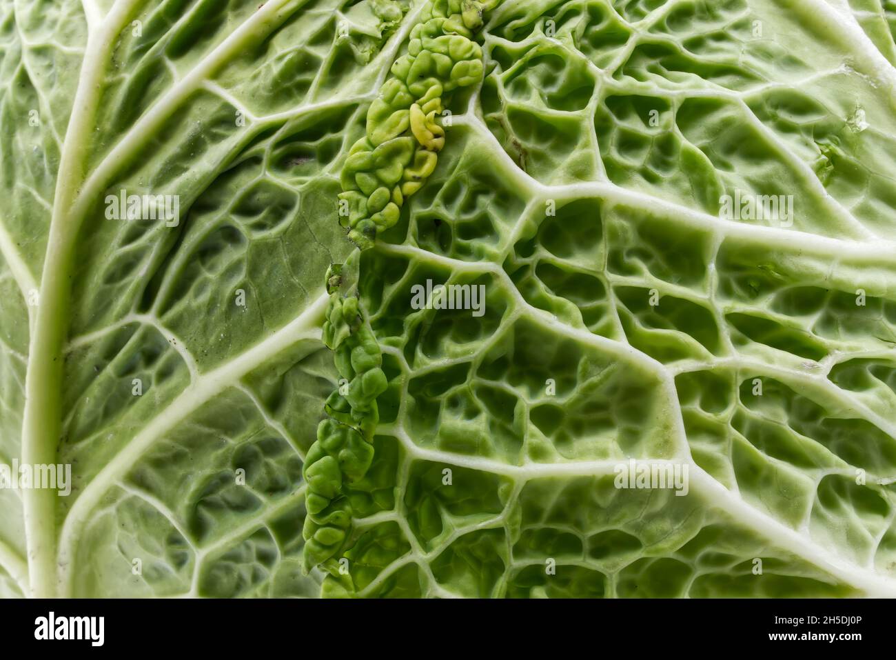 Green Savoy Cabbage isolated on white background. Vegetarian fresh ...