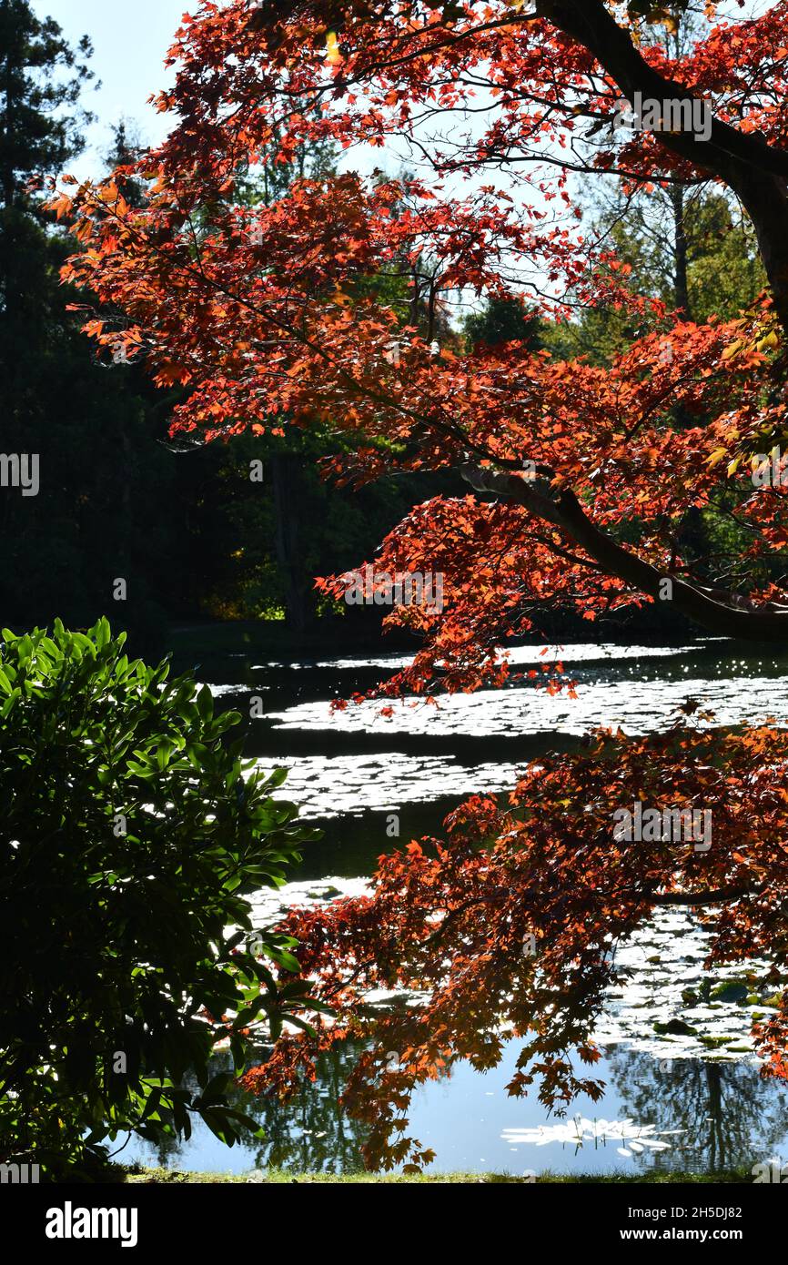 Trees and parks in Autumn colours Stock Photo - Alamy