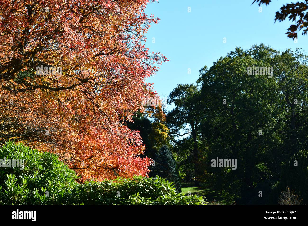 Trees and parks in Autumn colours Stock Photo - Alamy