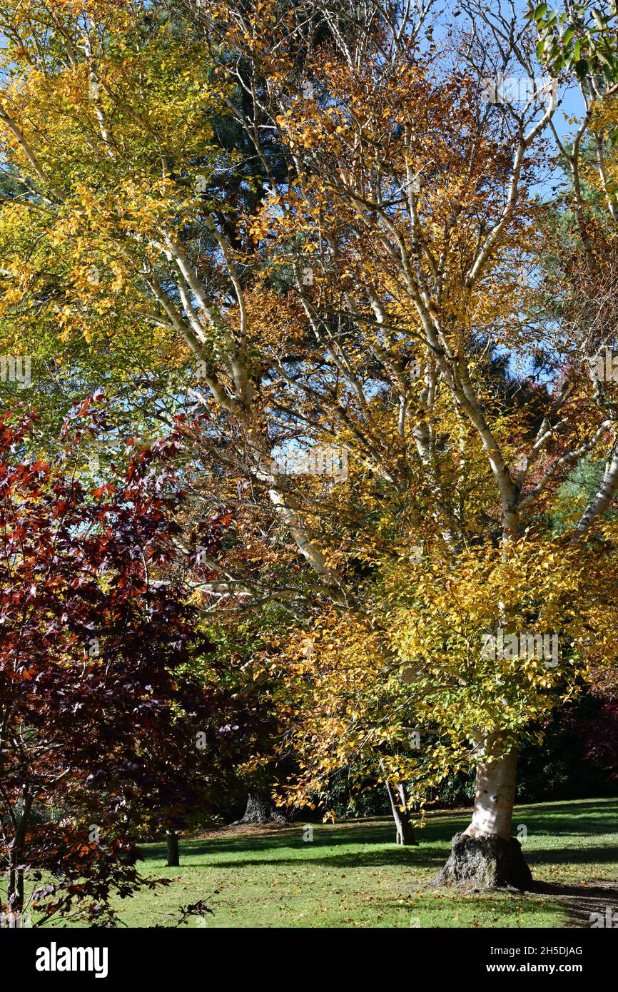 Trees and parks in Autumn colours Stock Photo - Alamy