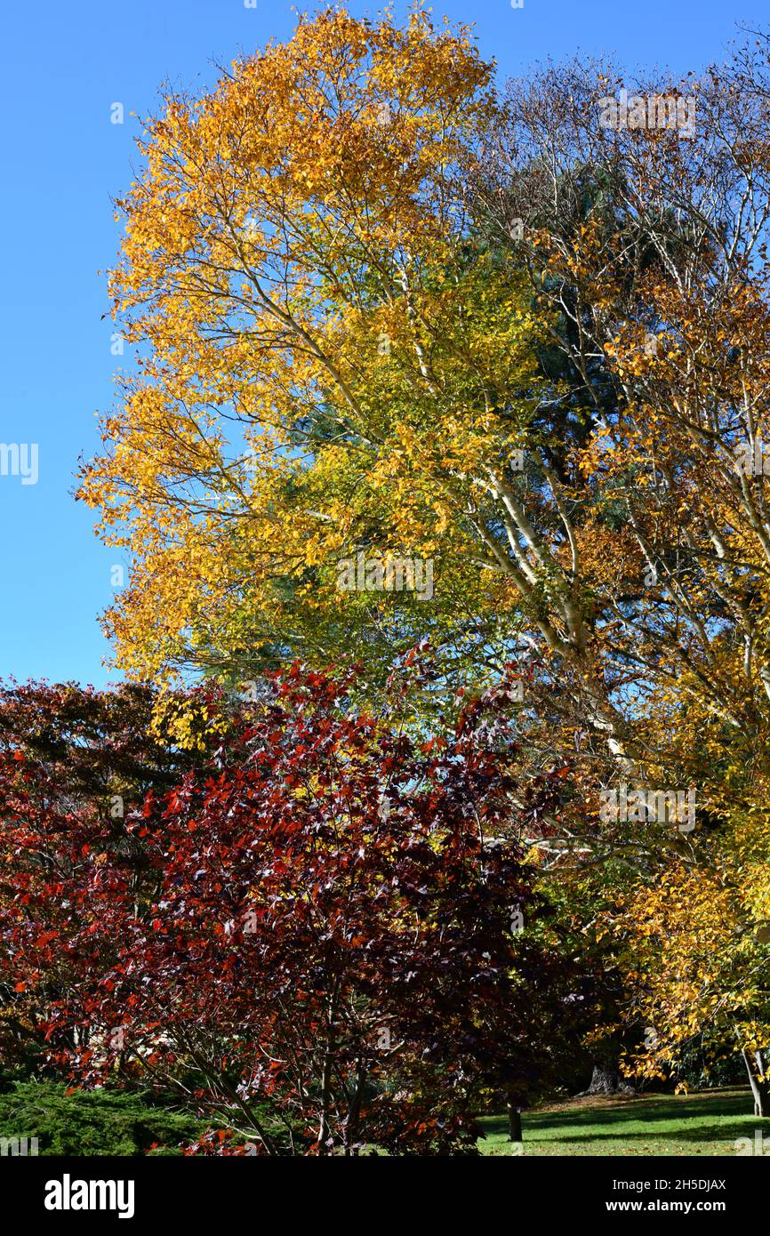Trees and parks in Autumn colours Stock Photo - Alamy