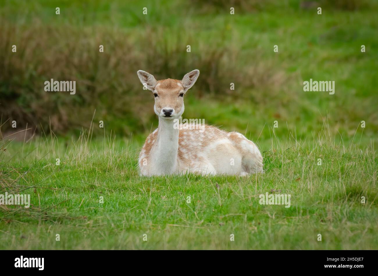 A cute young fallow deer lying on the grass facing forwards Stock Photo ...