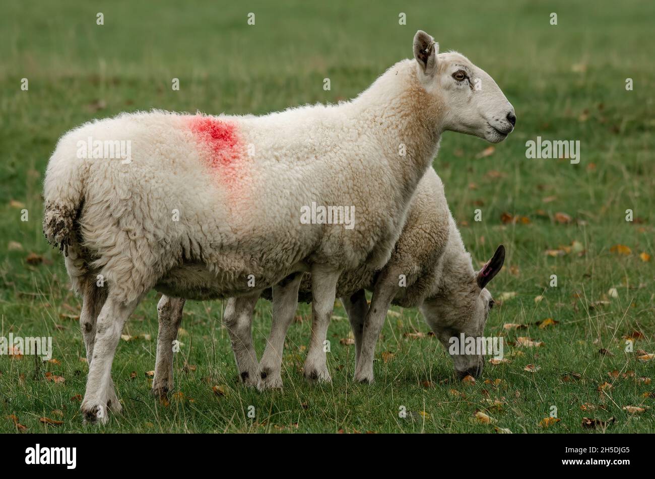 Two sheep farm animals hi-res stock photography and images - Alamy