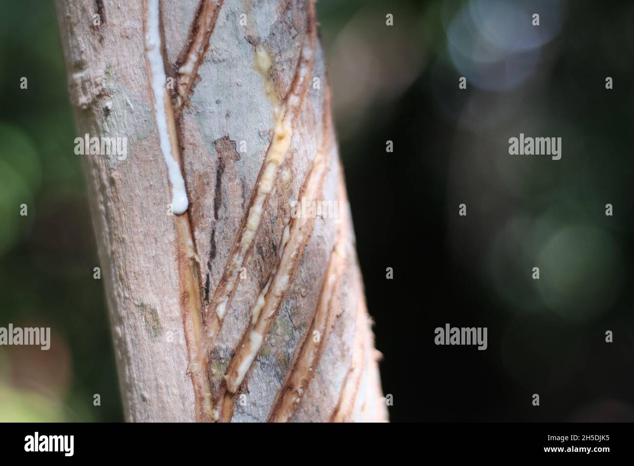 Rubber tapping hi-res stock photography and images - Alamy