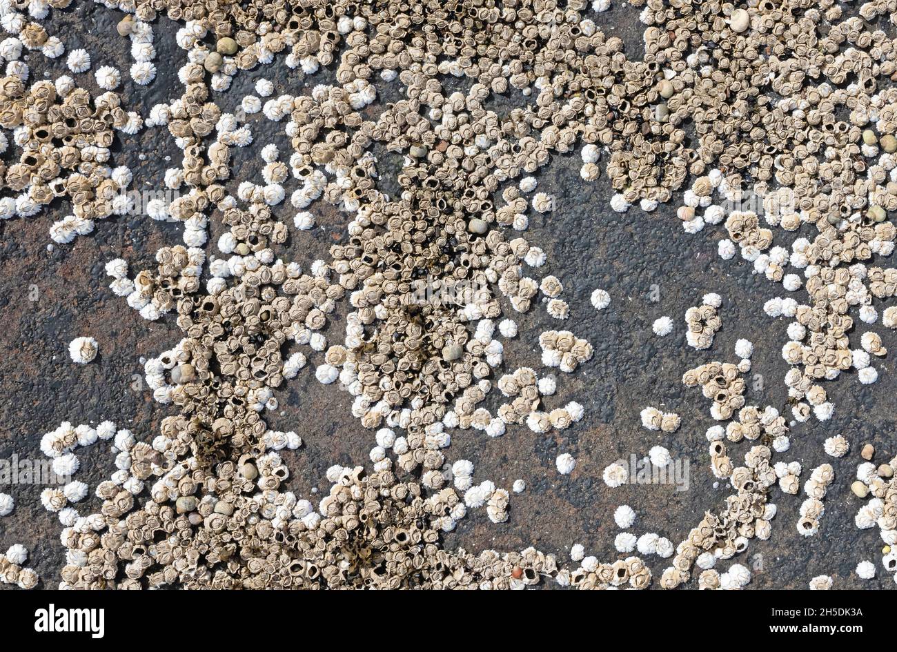 Group of Barnacle shells closeup view on a rock, Iceland Stock Photo ...