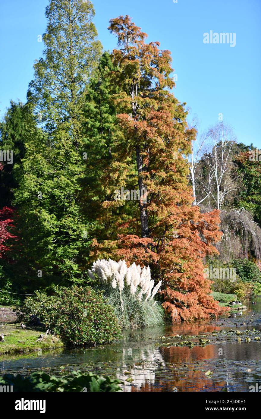 Trees and parks in Autumn colours Stock Photo - Alamy
