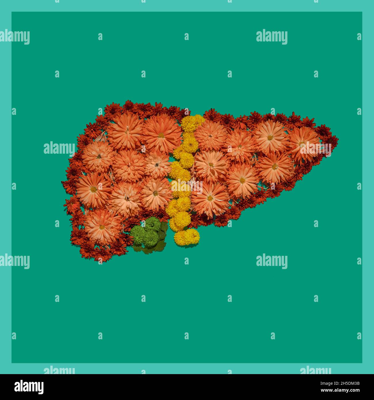 Human liver anatomical model made of flowers on green background ...