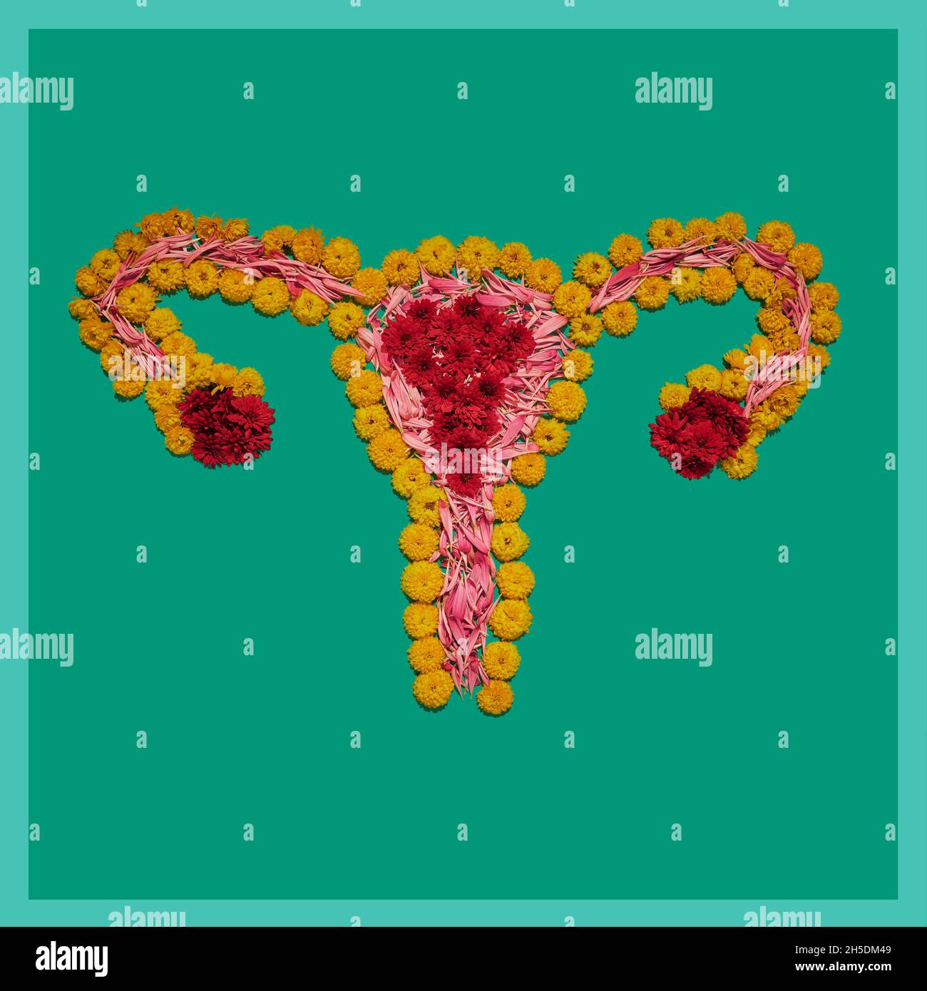 Female internal organs hi-res stock photography and images - Alamy