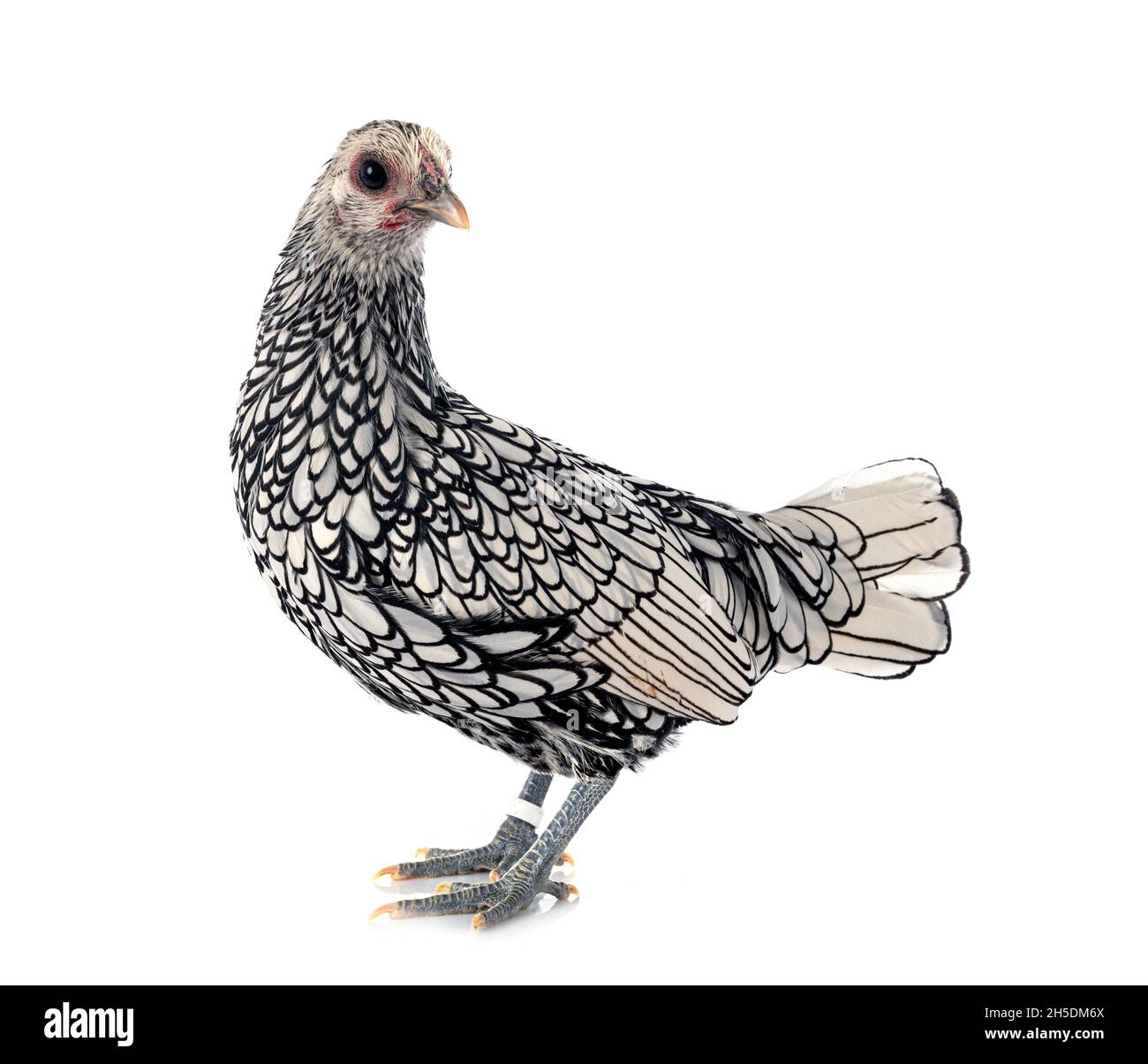 Sebright chicken in front of white background Stock Photo - Alamy
