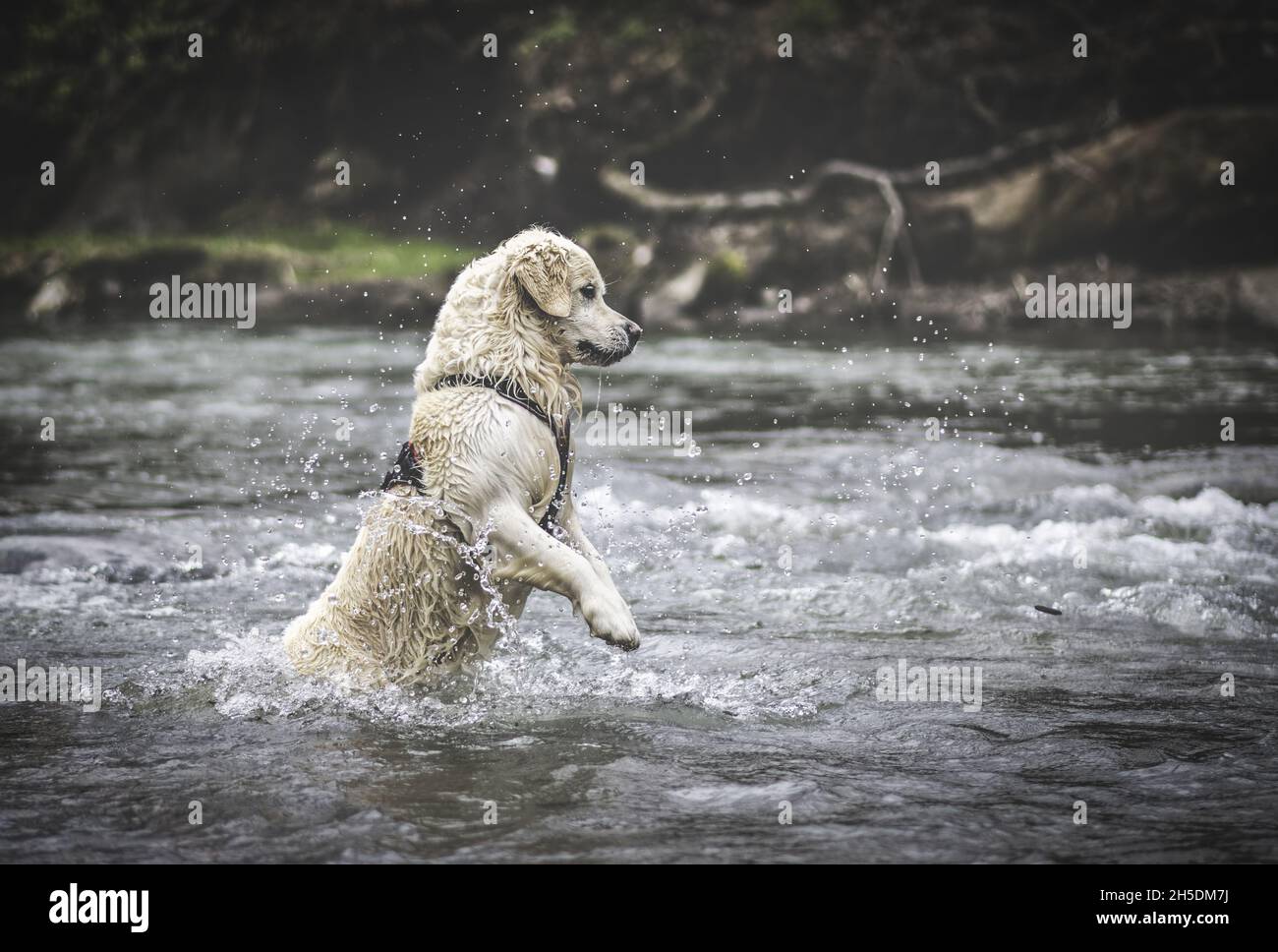 Active retriever dog playing in a river Stock Photo - Alamy