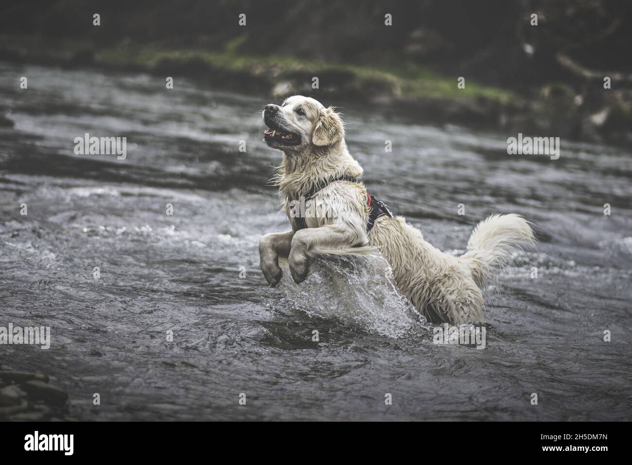 Active retriever dog playing in a river Stock Photo - Alamy