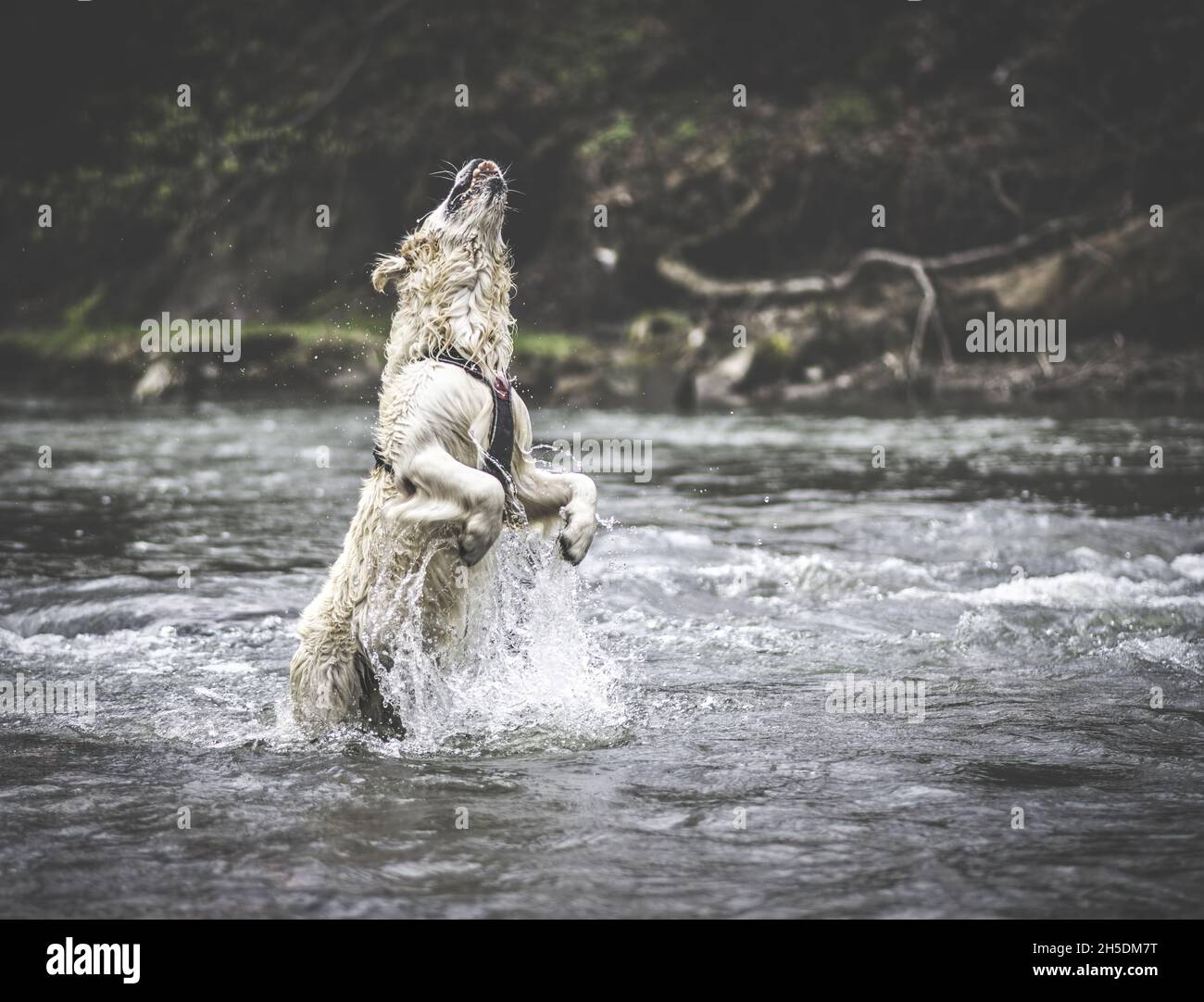 Active retriever dog playing in a river Stock Photo - Alamy