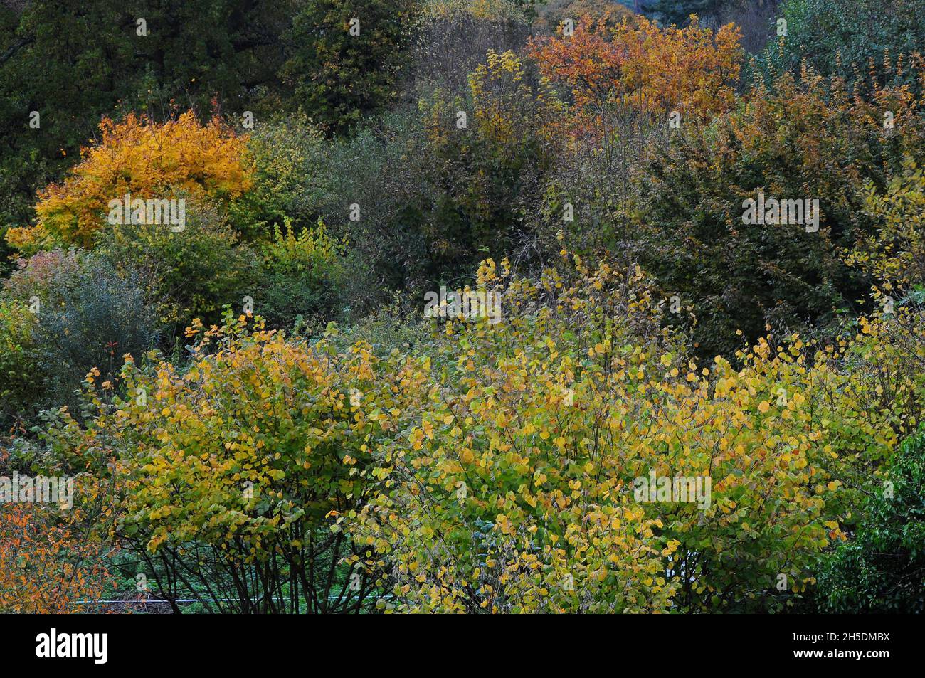 Coppiced hazel trees hi-res stock photography and images - Alamy