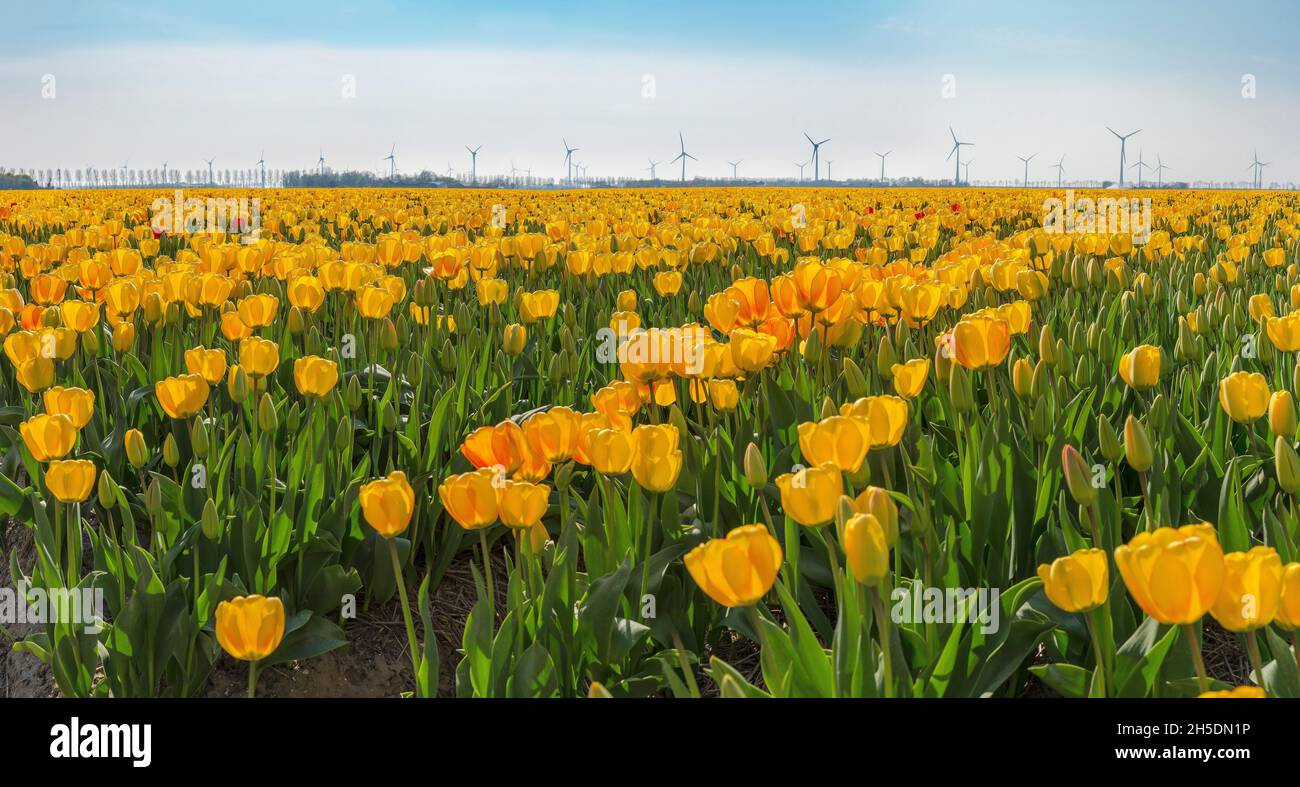 Field of yellow tulips with energy windmills at the horizon *** Local Caption *** Creil ...