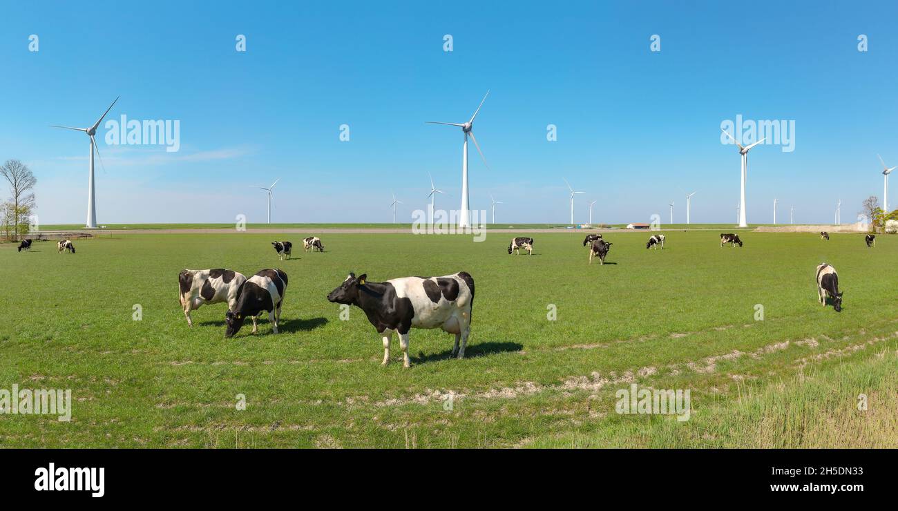 Energy windmills in a field with cattle *** Local Caption *** Tollebeek ...