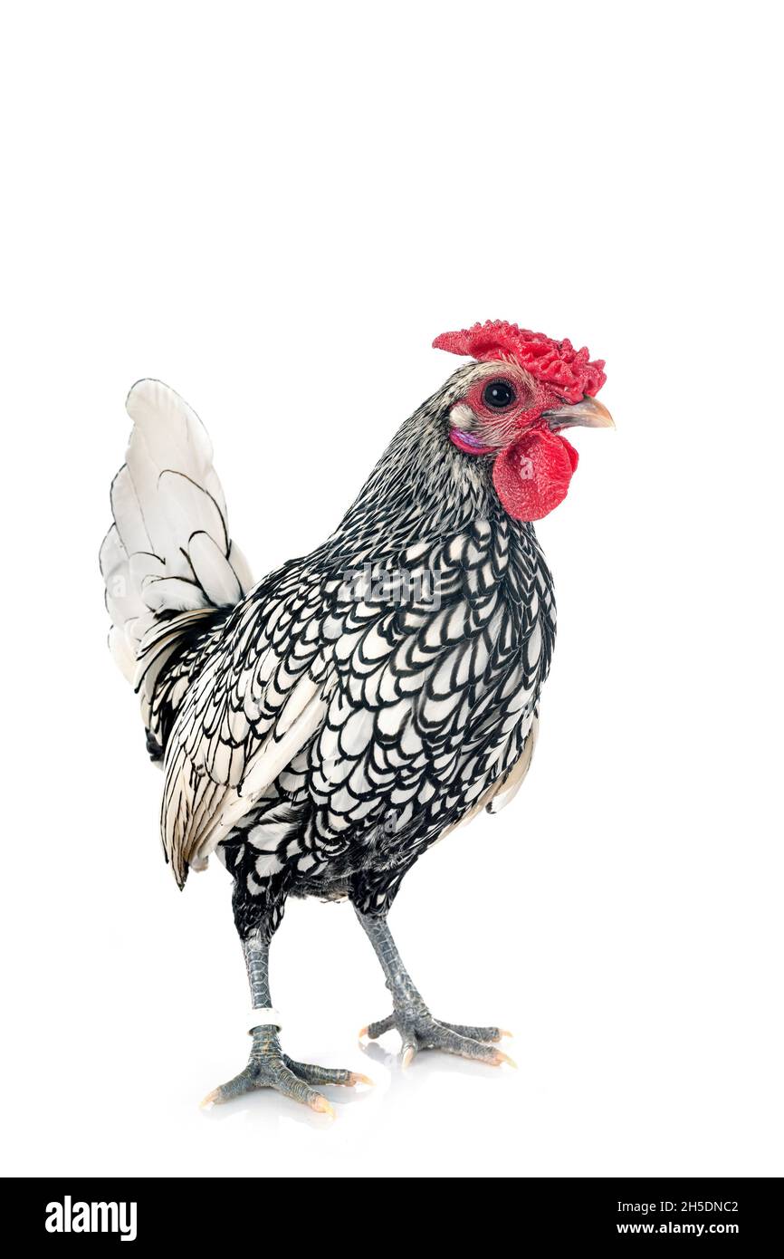 Silver sebright hen hi-res stock photography and images - Alamy