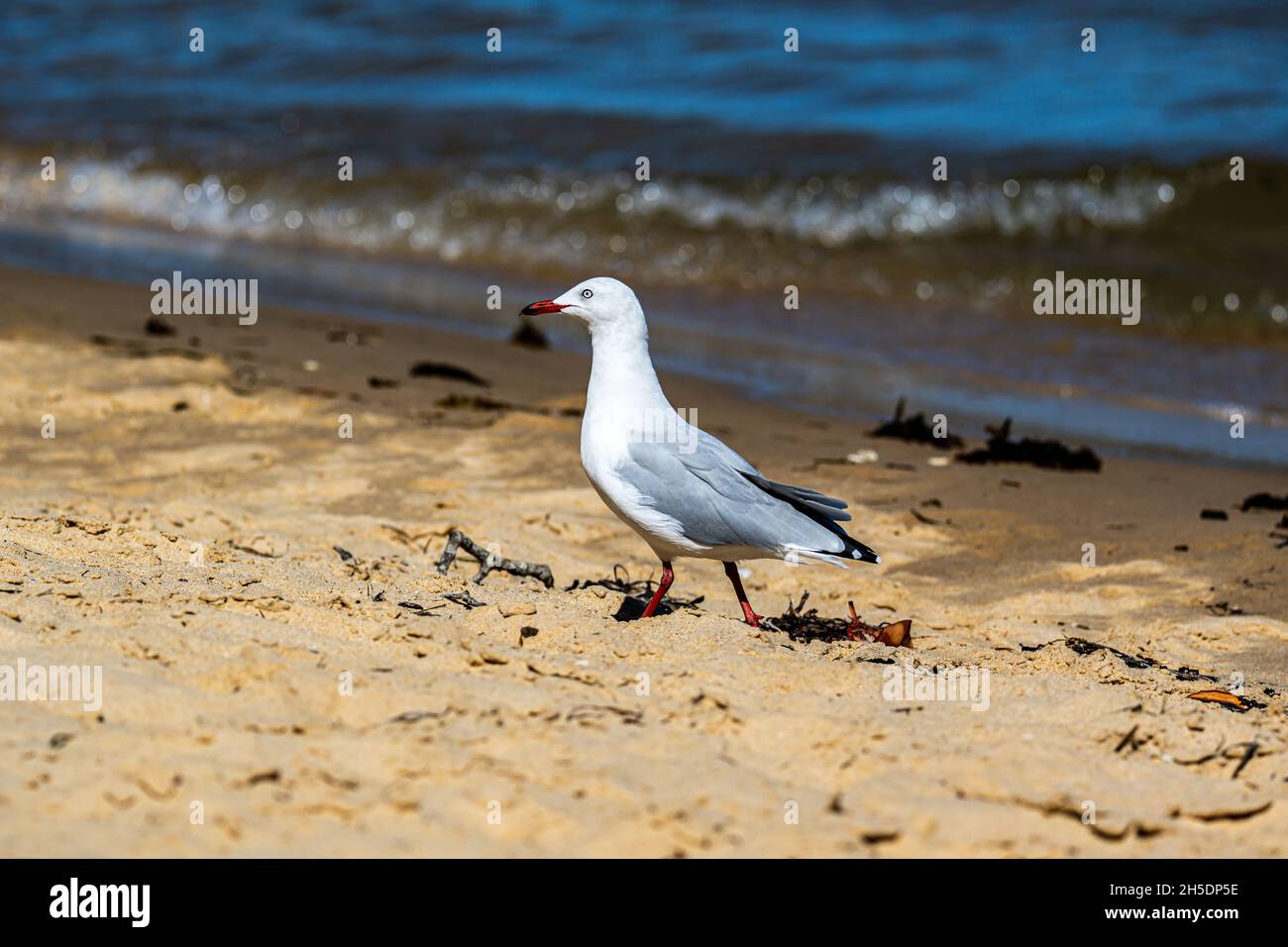 Seagull walking on beach Stock Photo - Alamy