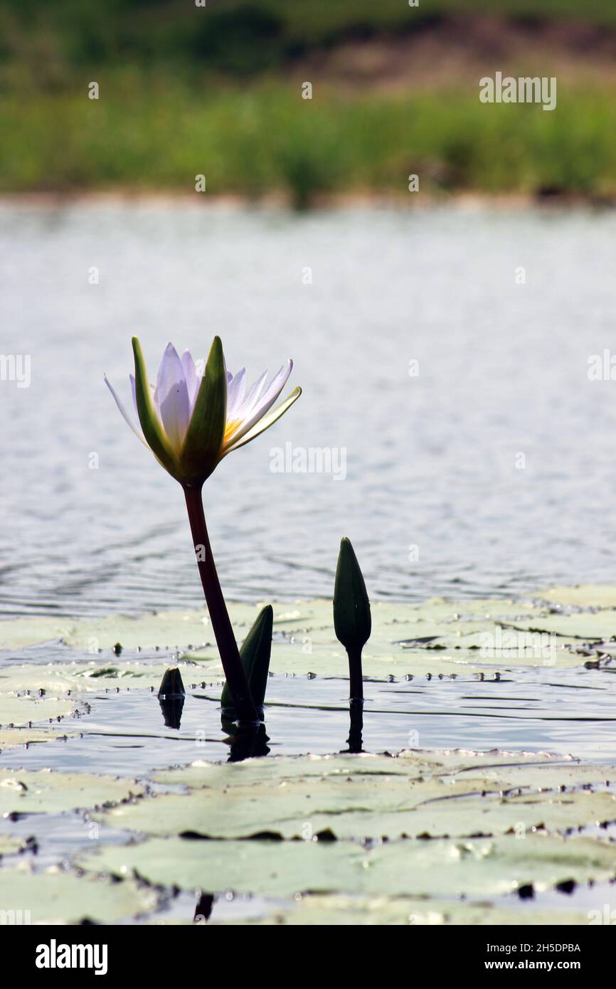 Egyptian Lily High Resolution Stock Photography and Images - Alamy