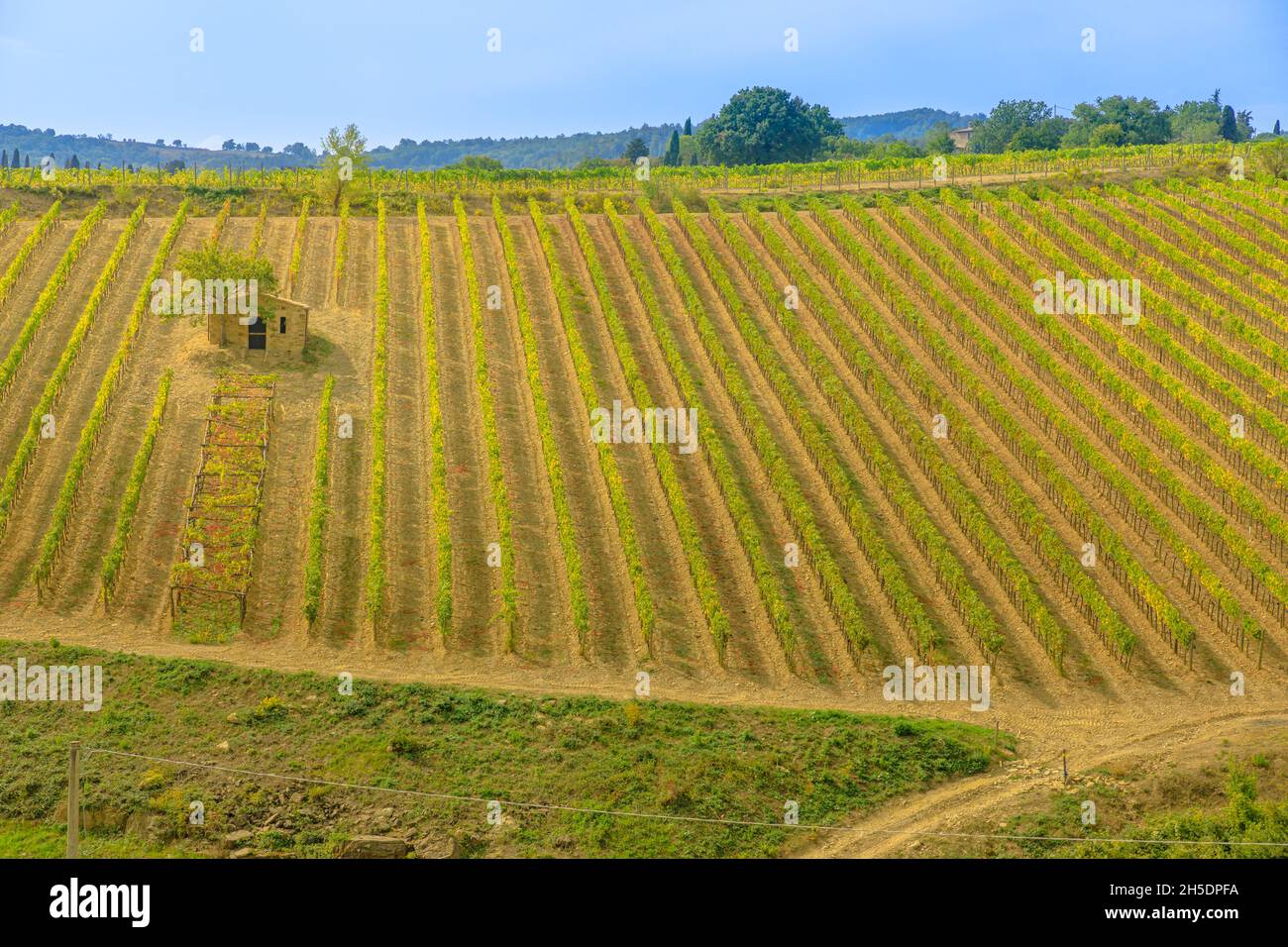 The terraced vineyards of Tuscany winegrowing village Montalcino in ...
