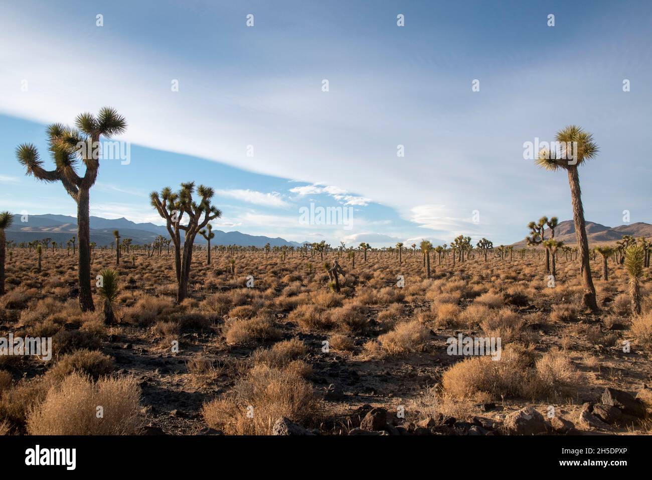 Lee Flat is home to a large forest of Joshua trees in Death Valley ...
