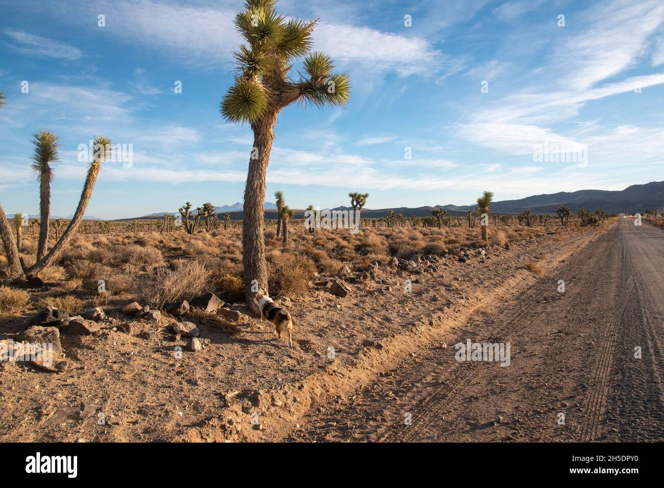 Lee Flat is home to a large forest of Joshua trees in Death Valley ...