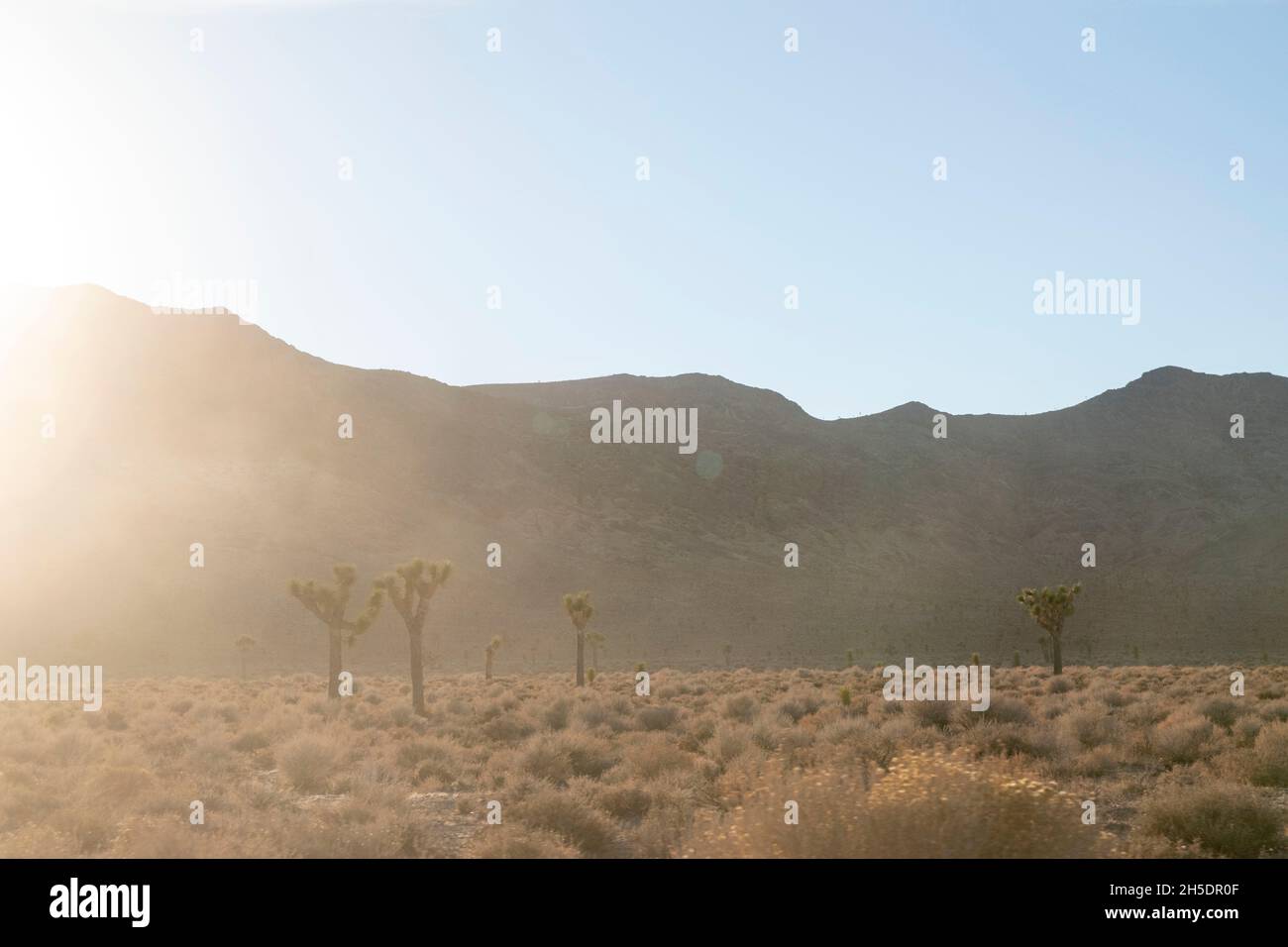 Lee flat joshua trees hi-res stock photography and images - Alamy