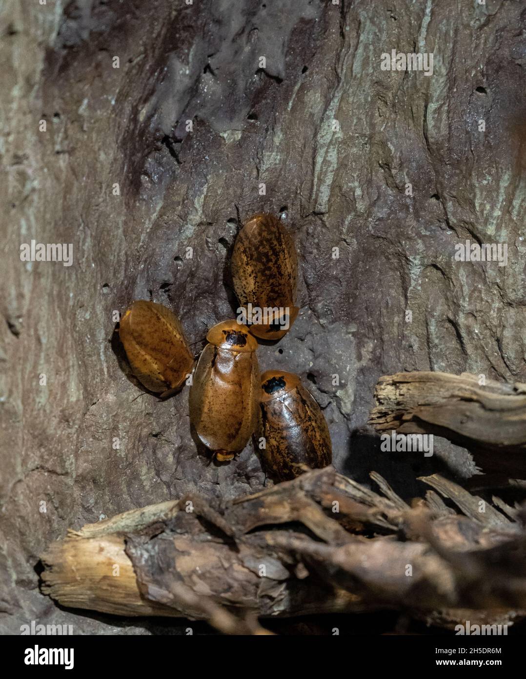 Close up cockroach insects, big and small brown cockroach family ...