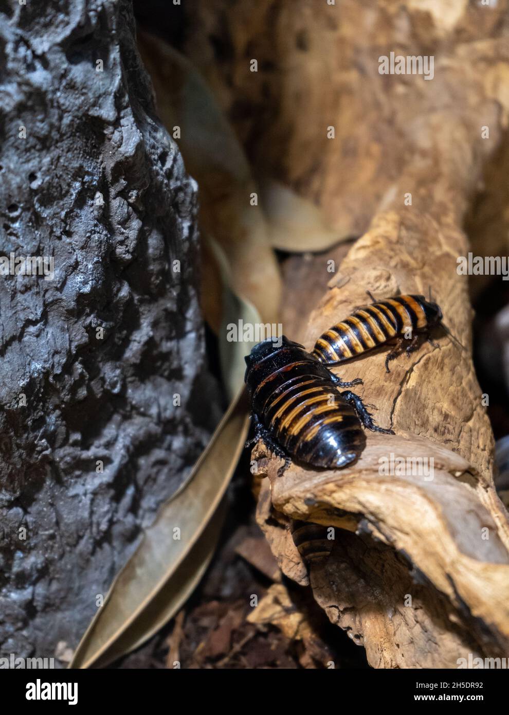 Close up cockroach insects, big and small brown cockroach family ...