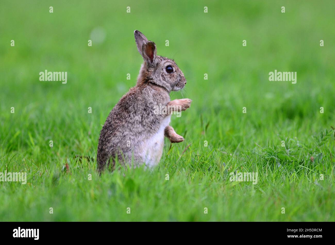 Rabbit Standing On Hind Legs High Resolution Stock Photography and ...